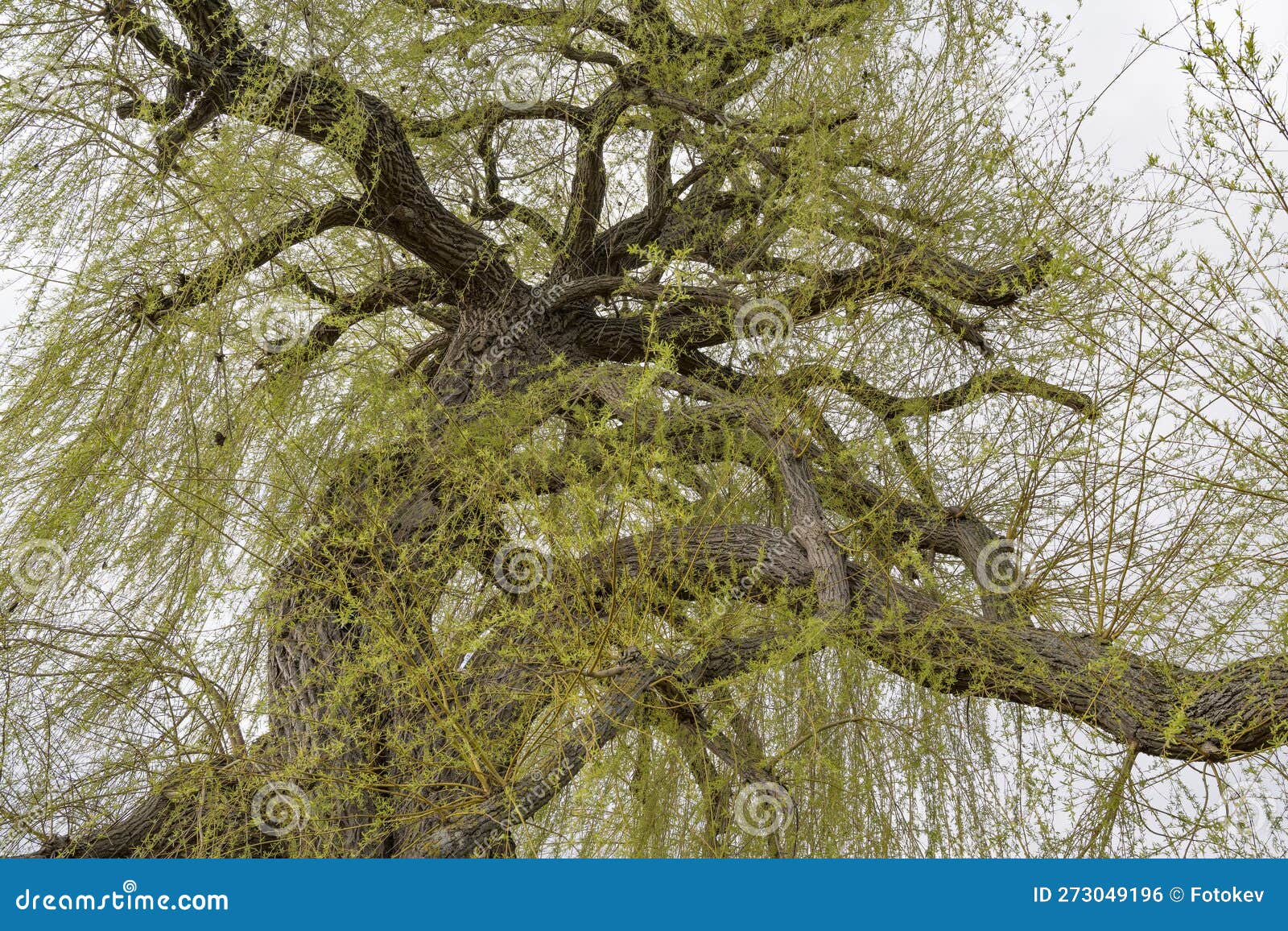 View into the Canopy of a Weeping Willow Tree in Spring Stock Photo ...