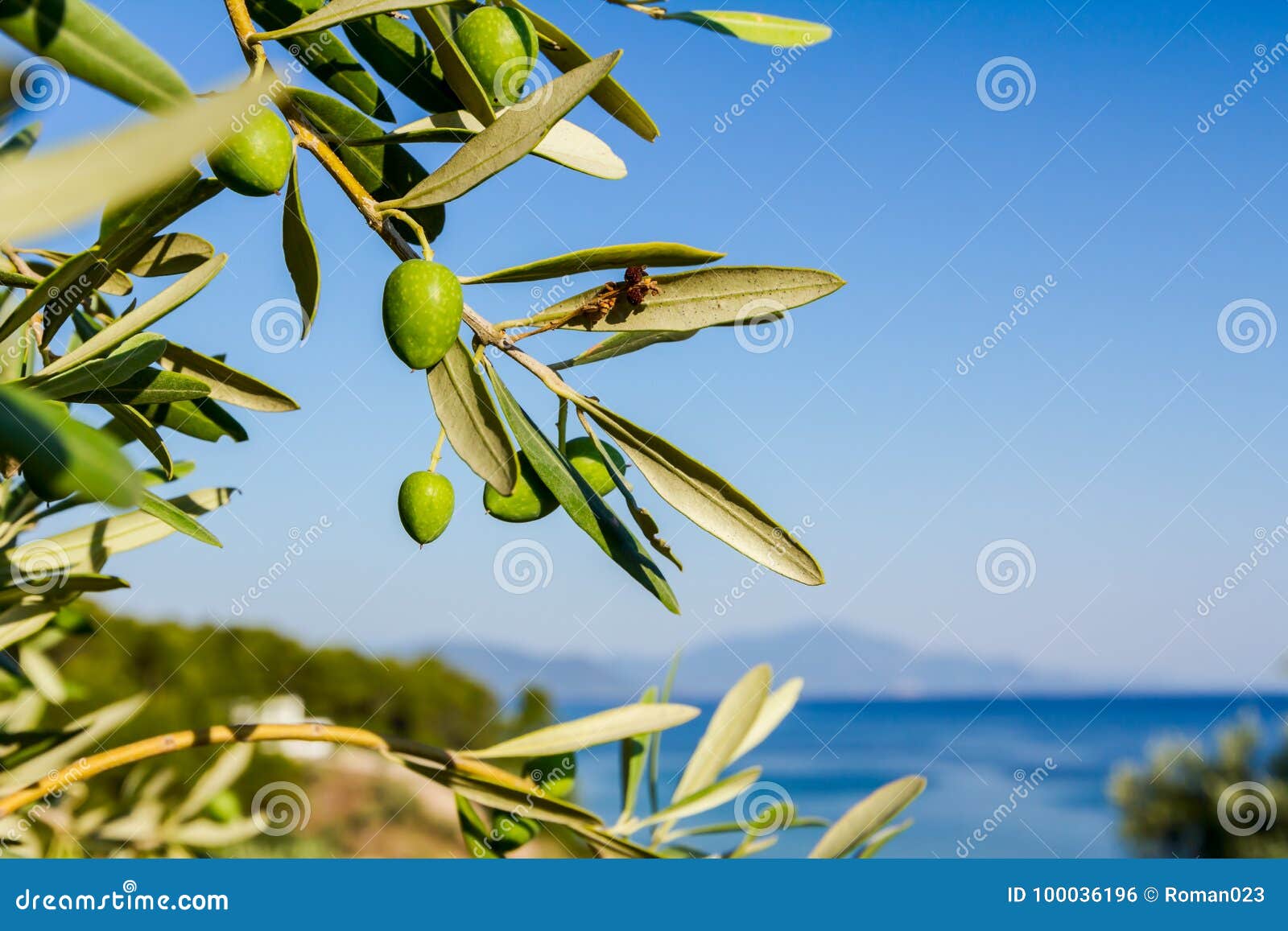 Green Olive Fruit on Seashore Stock Photo - Image of deciduous, blue ...