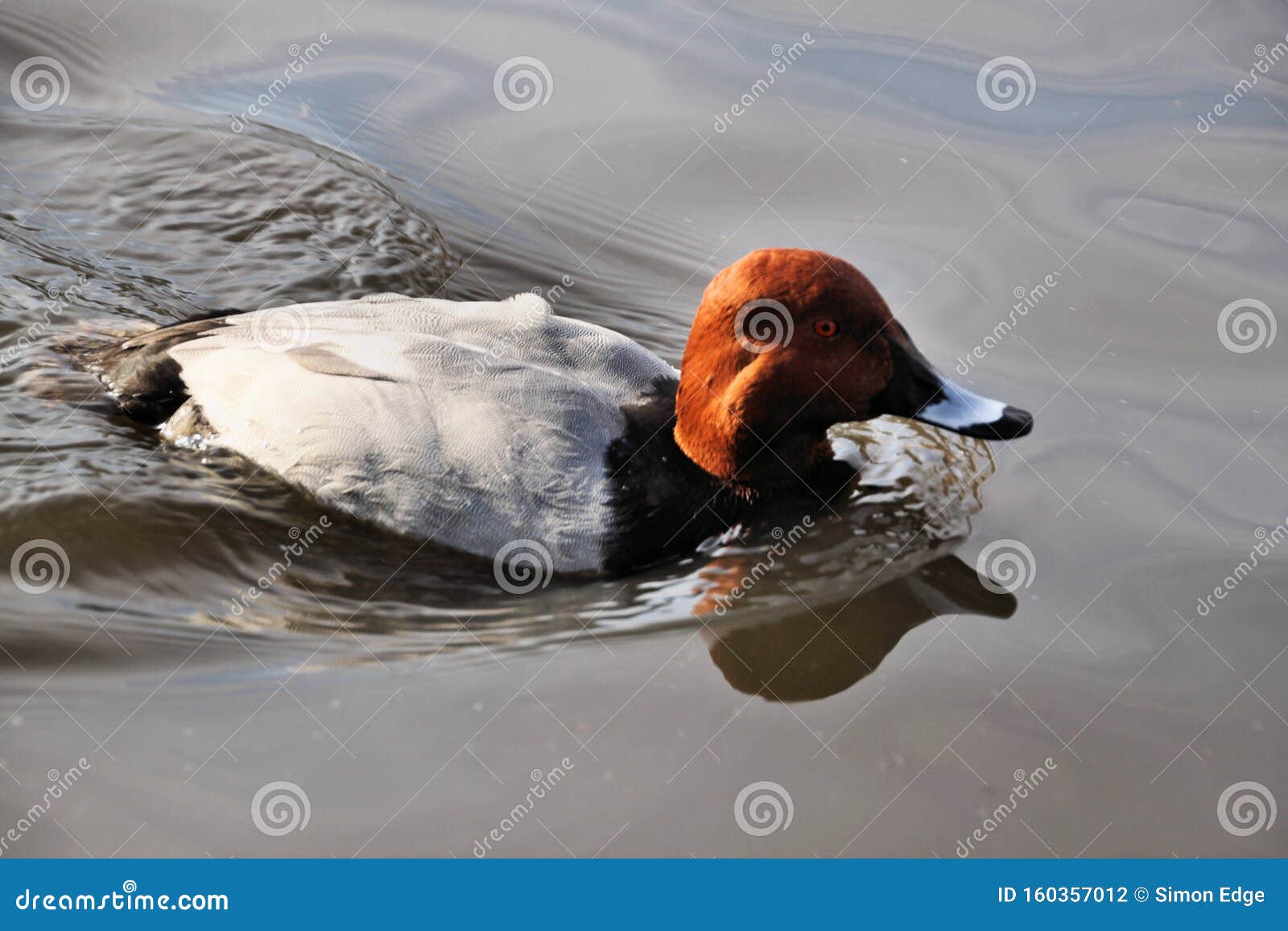 A View of a Canvasback Duck Stock Photo - Image of canvasback, birds ...