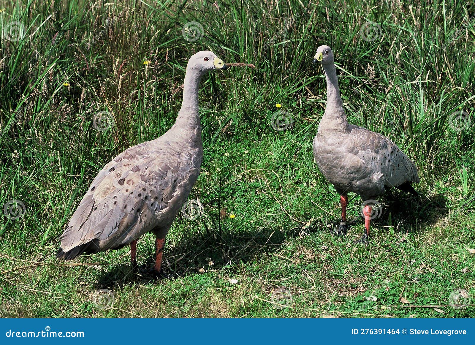View of Cape Barren Geese in the Wild Stock Photo - Image of habitat ...