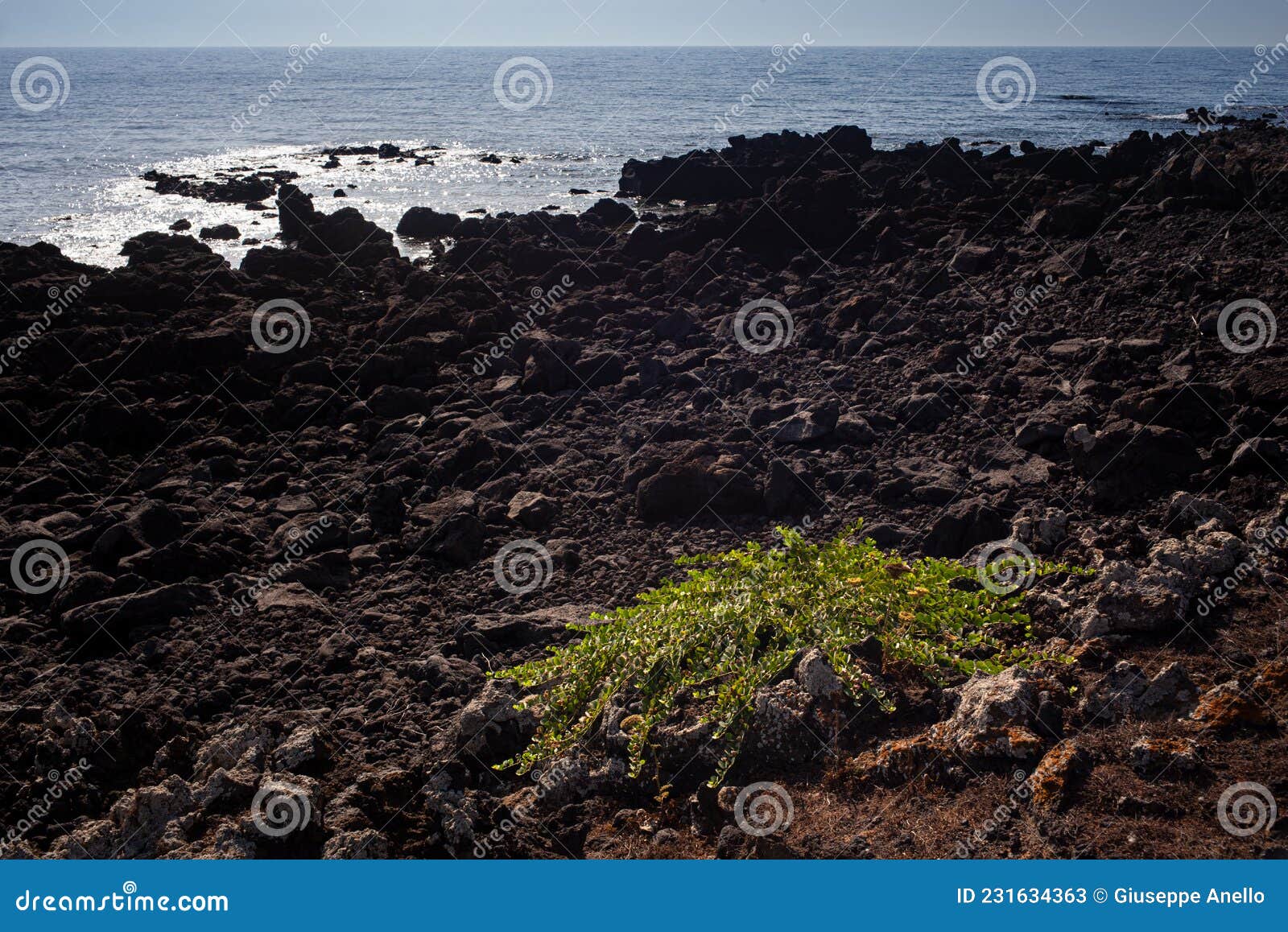 View of Capers Plant on the Lava Rocks Stock Image - Image of fruit ...