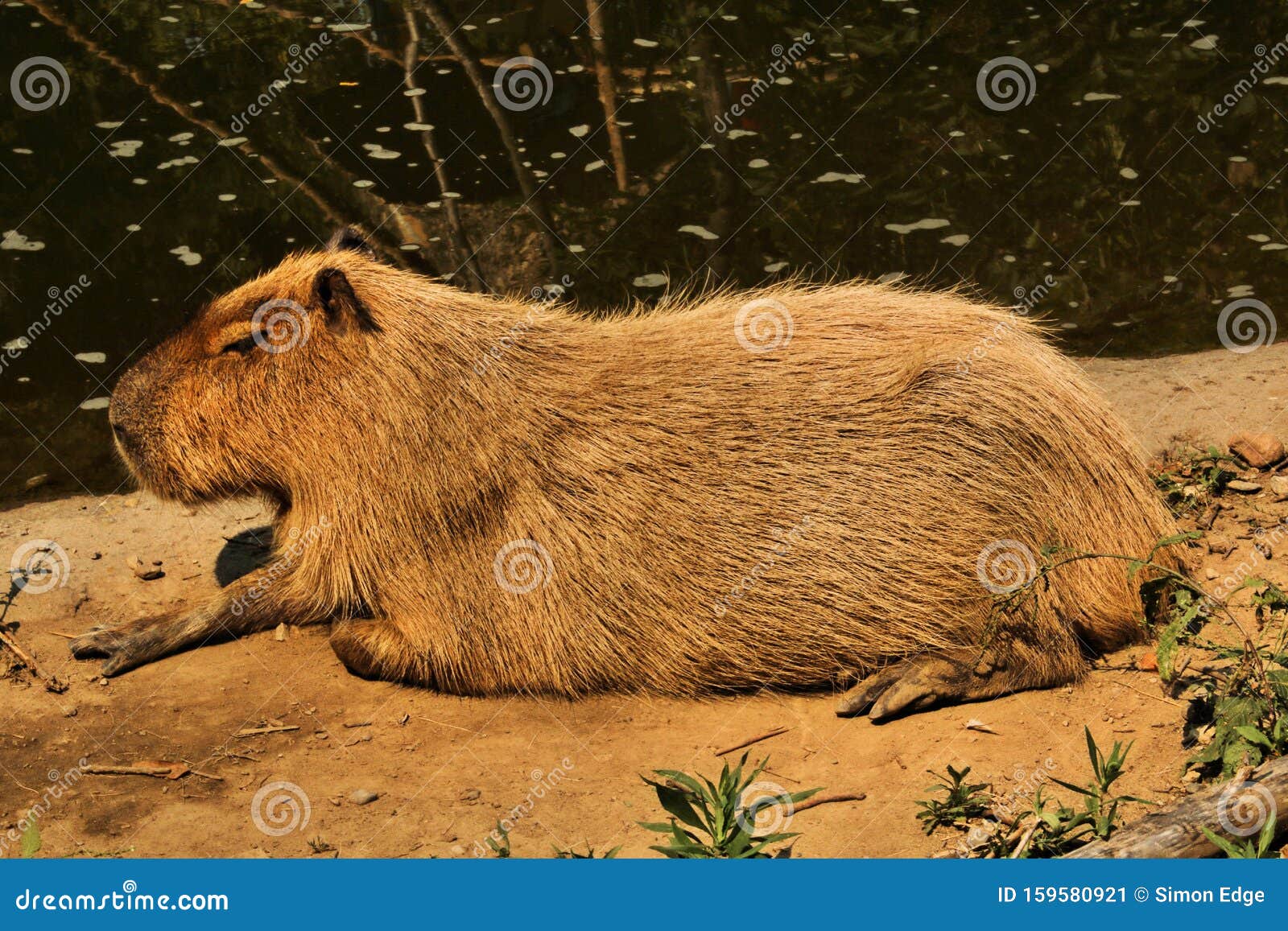 A view of a Capybara stock image. Image of rodents, large - 159580921