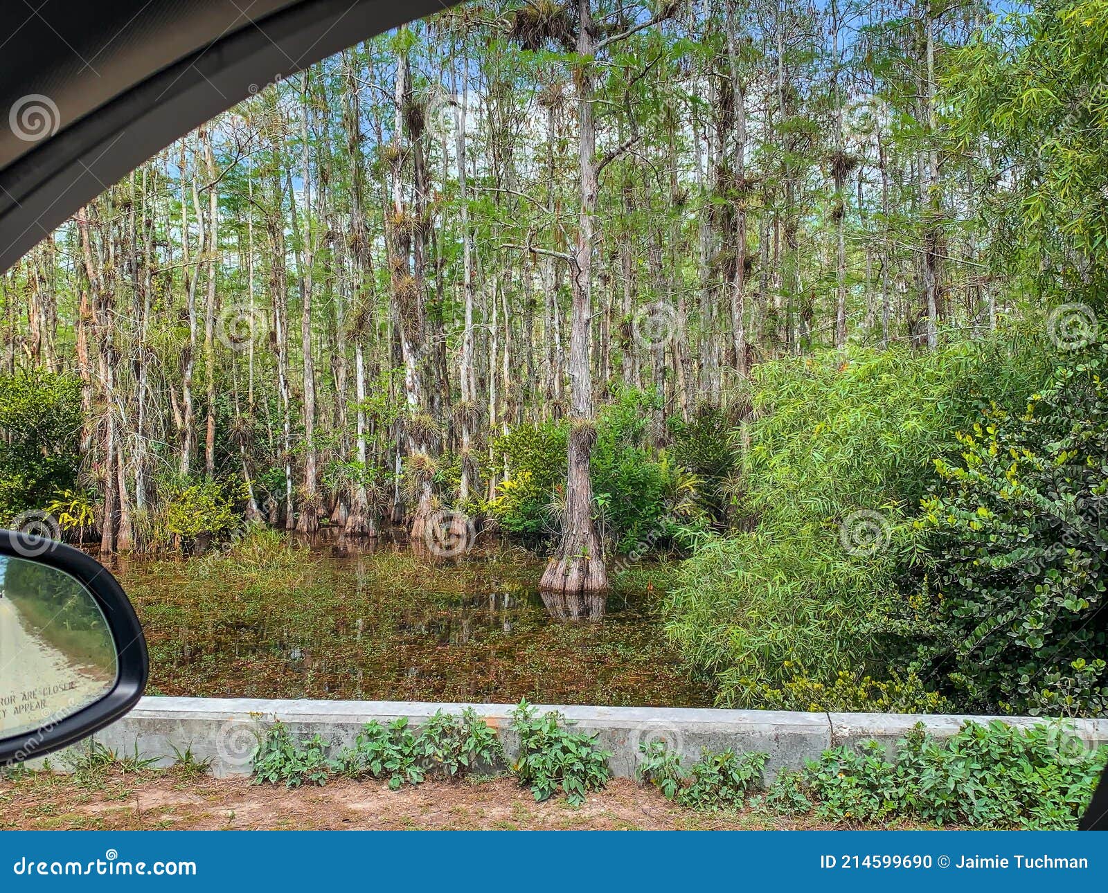 View from the Car Window while Driving through Loop Road in Big Cypress ...