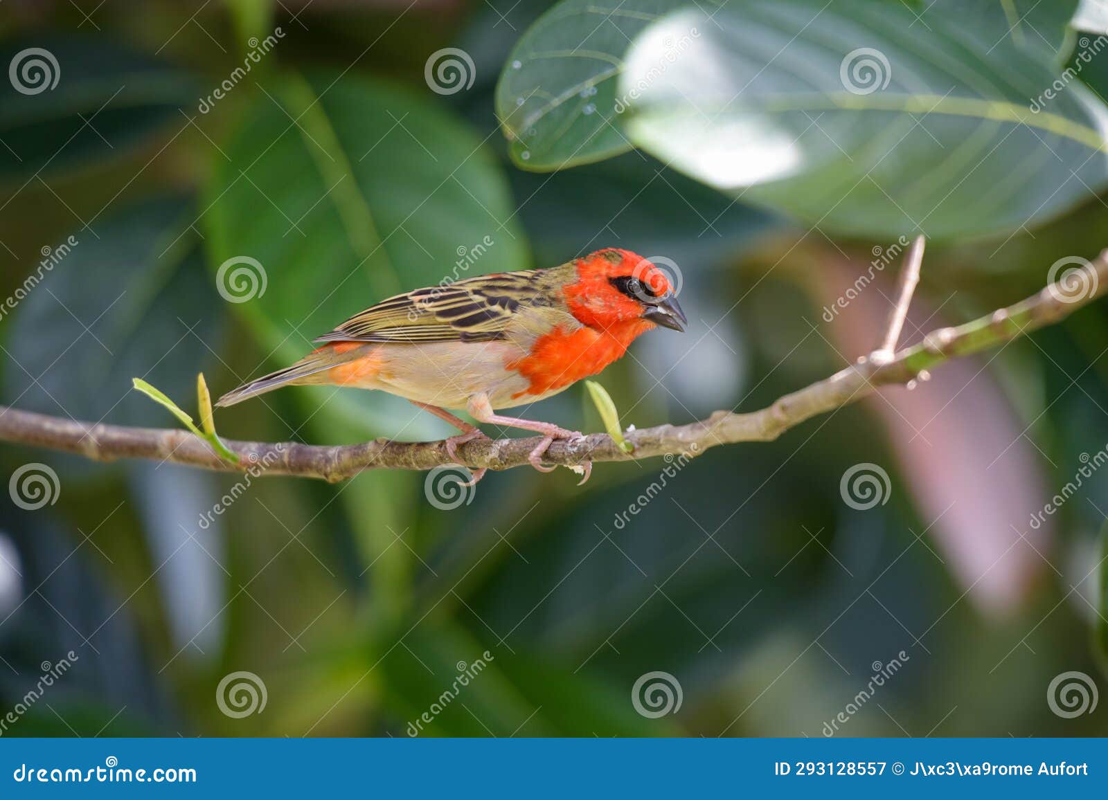 View of the Cardinal Bird in Mauritius Stock Image - Image of indian ...