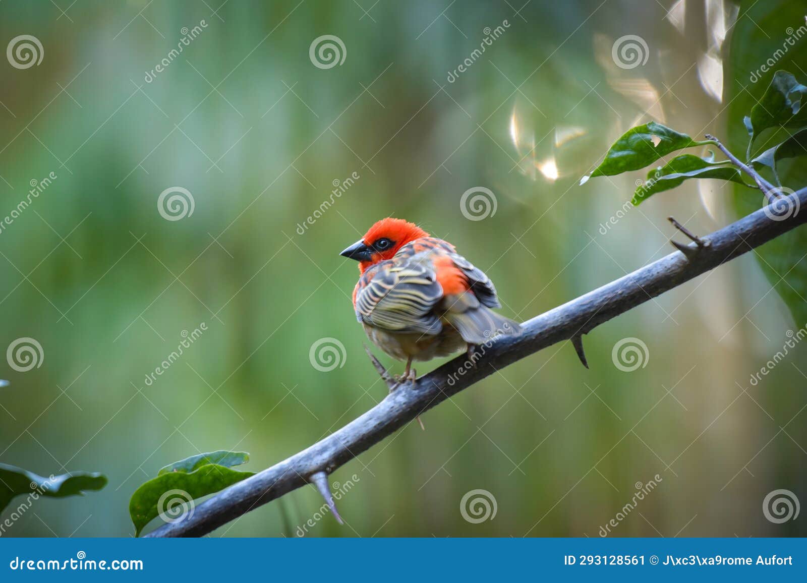 View of the Cardinal Bird in Mauritius Stock Image - Image of mauritius ...