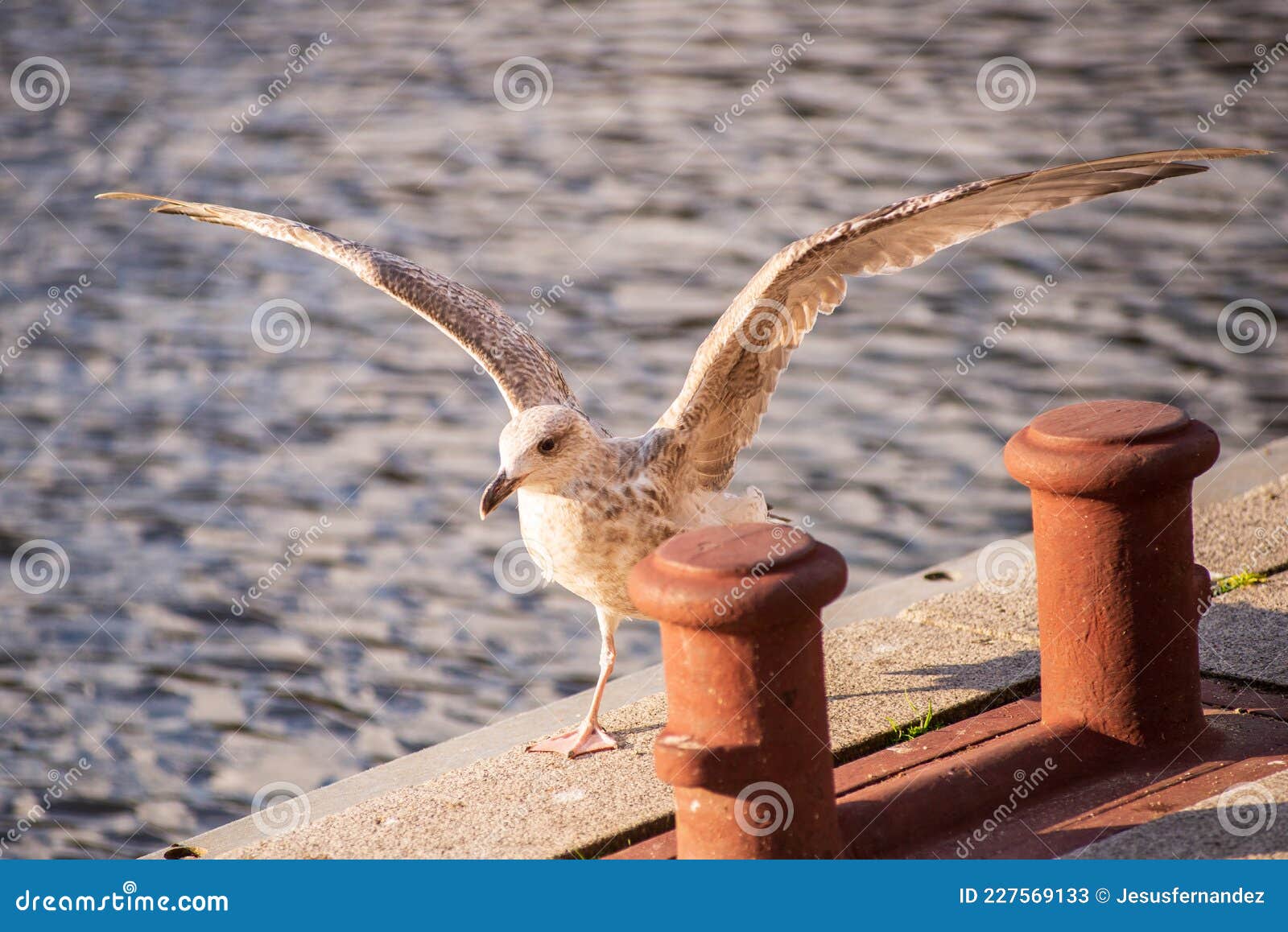 Caspian Gull stock image. Image of hamburg, flight, herring - 227569133