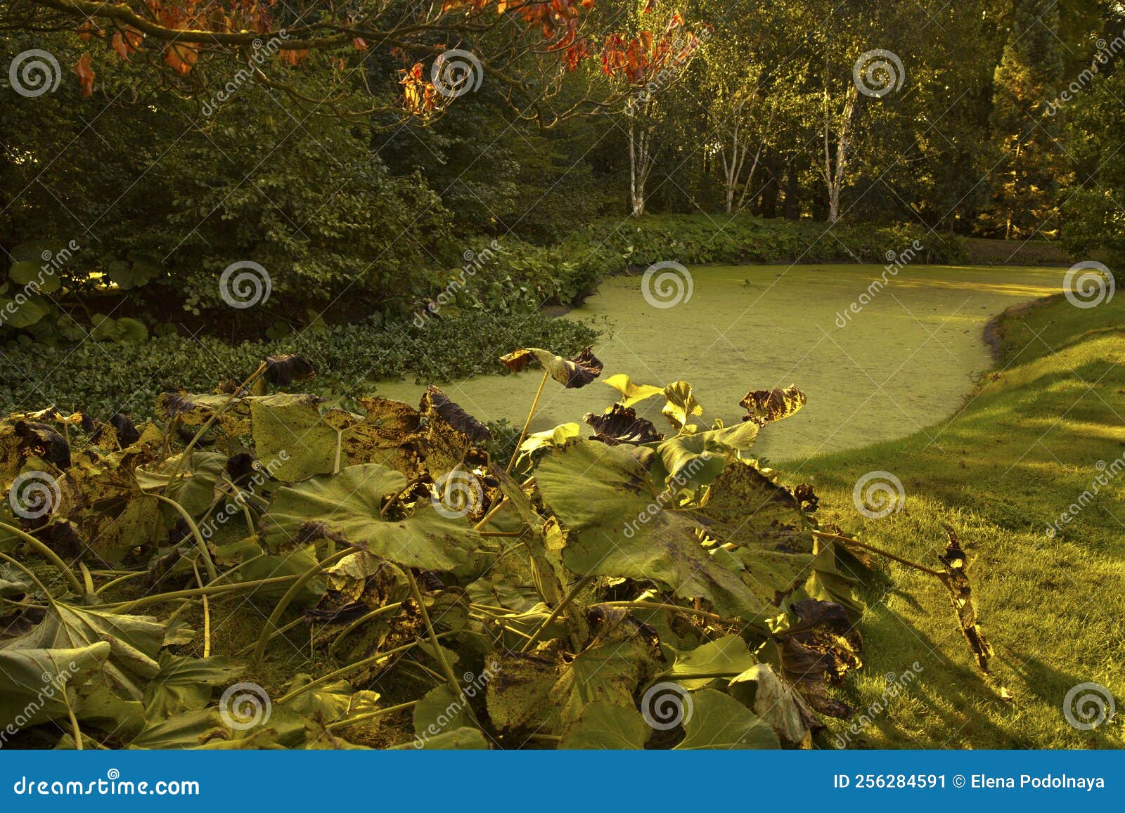View of the Castle Gardens in Arcene. Stock Image - Image of culture ...