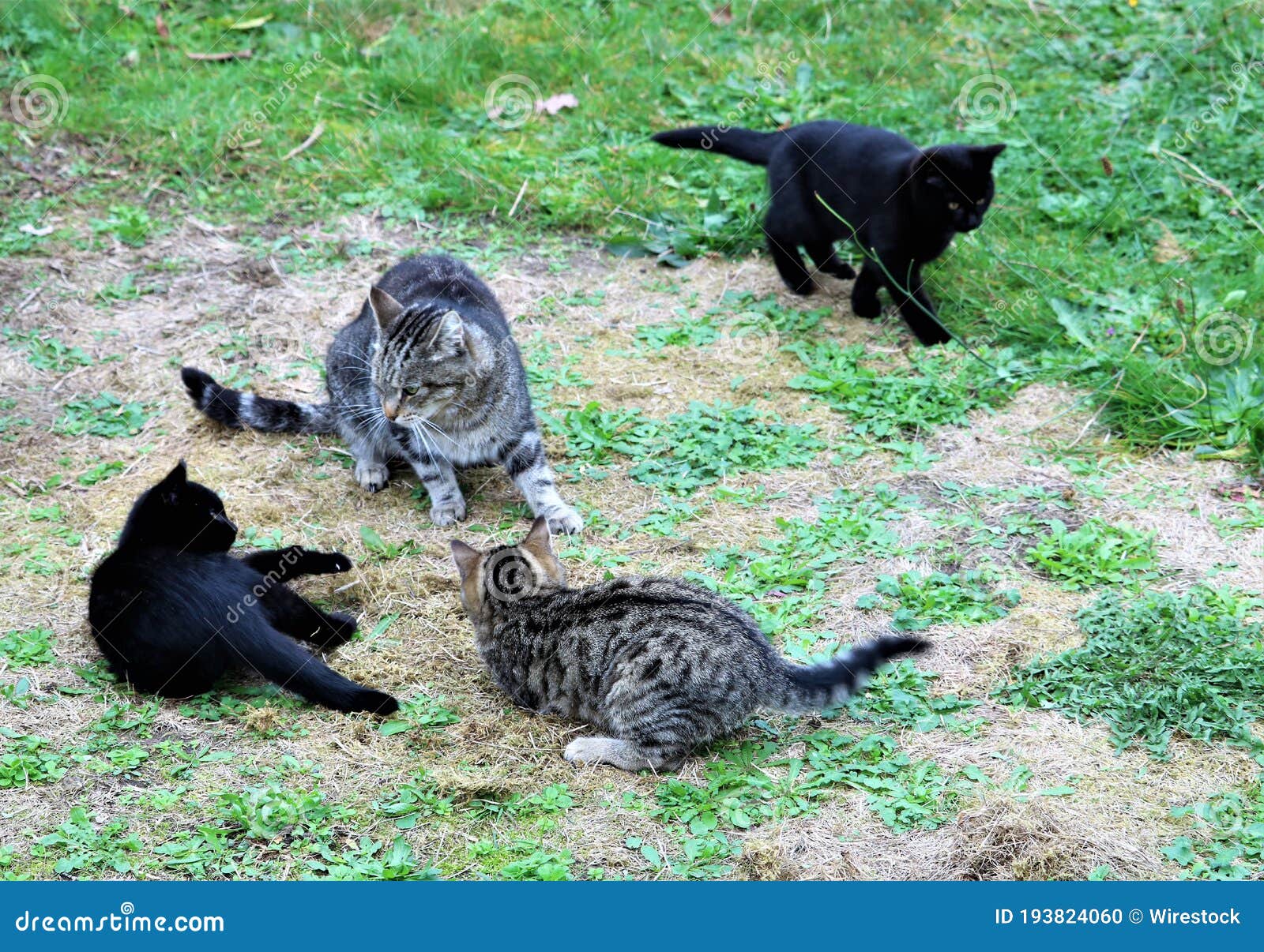 View of cats on the ground stock photo. Image of happy - 193824060