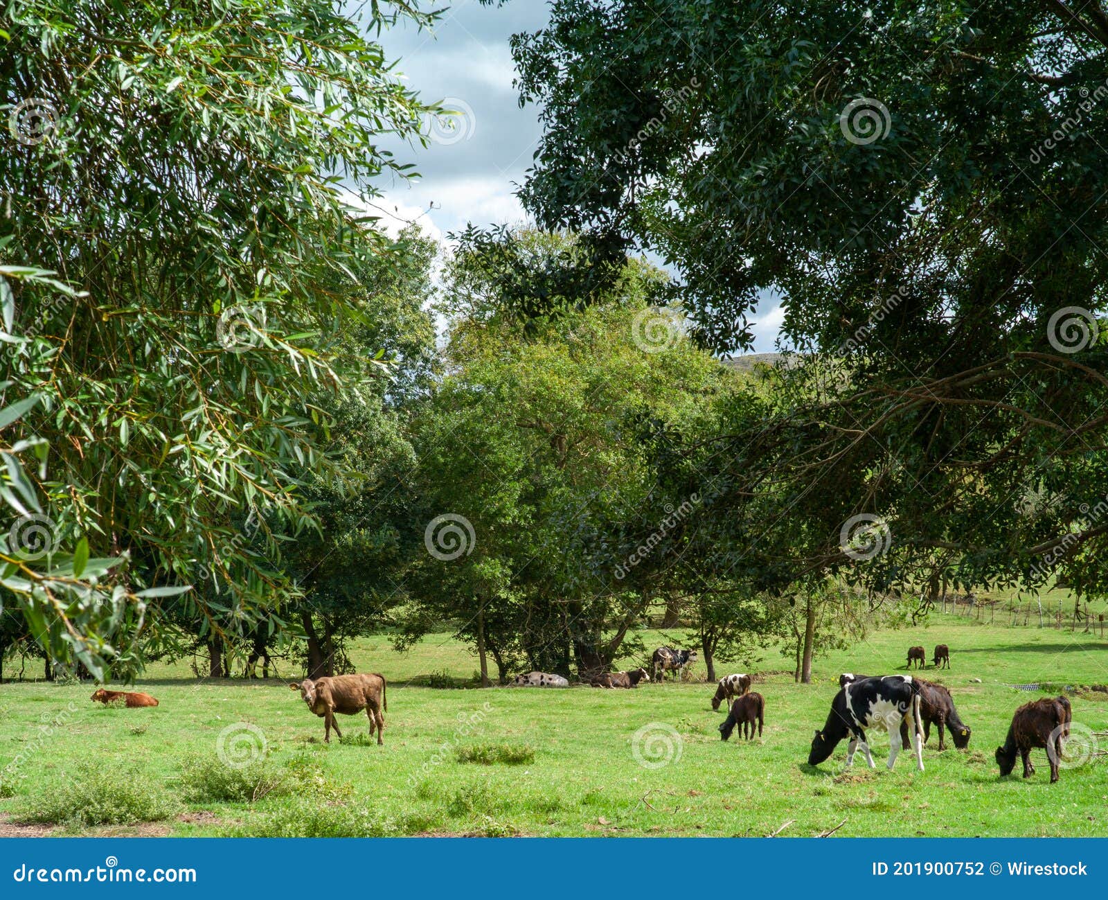 View of Cattle Grazing in the Greenfield in a Farm Stock Photo - Image ...