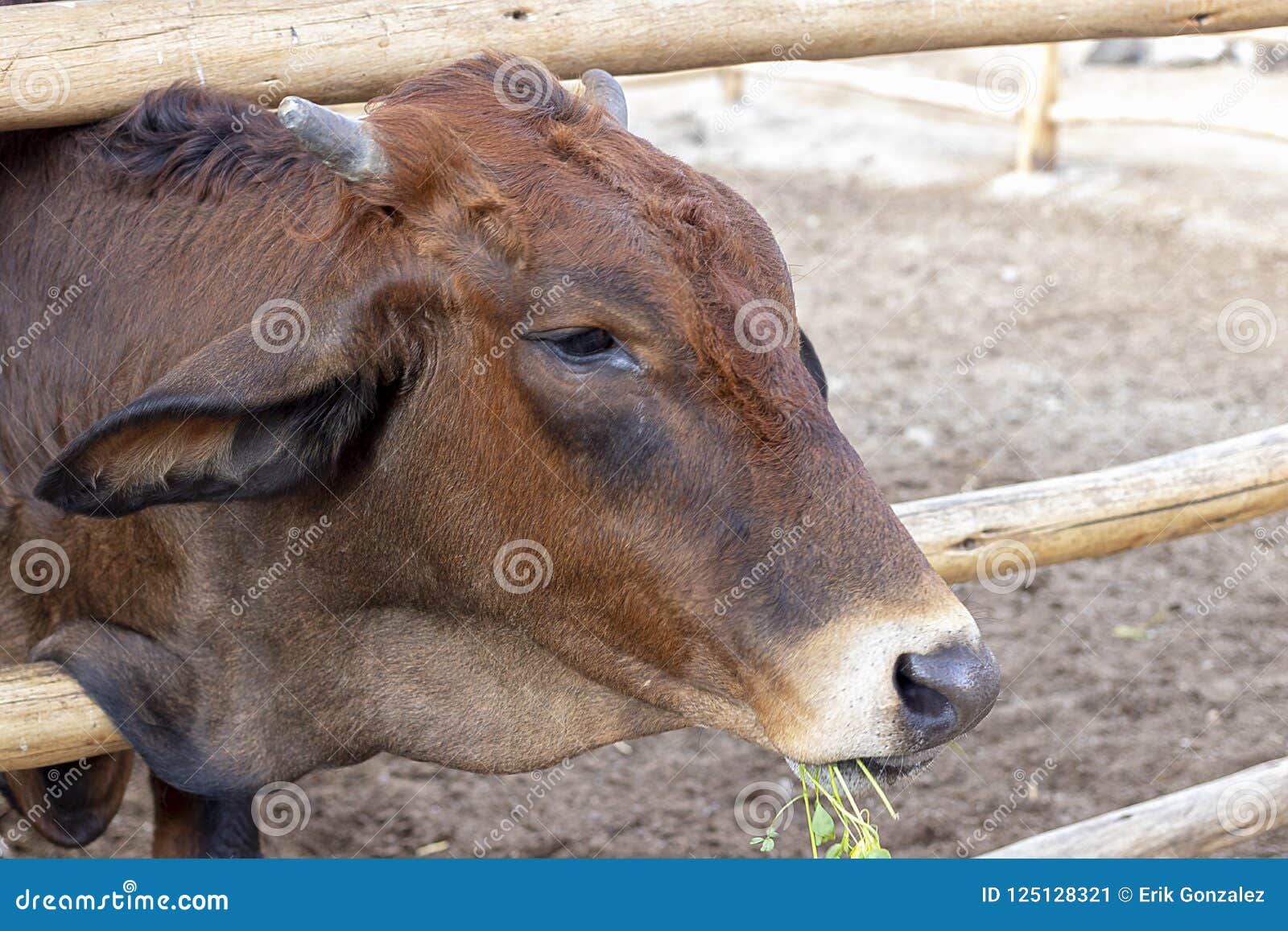 Cebu Cows Royalty-Free Stock Photo | CartoonDealer.com #79337103