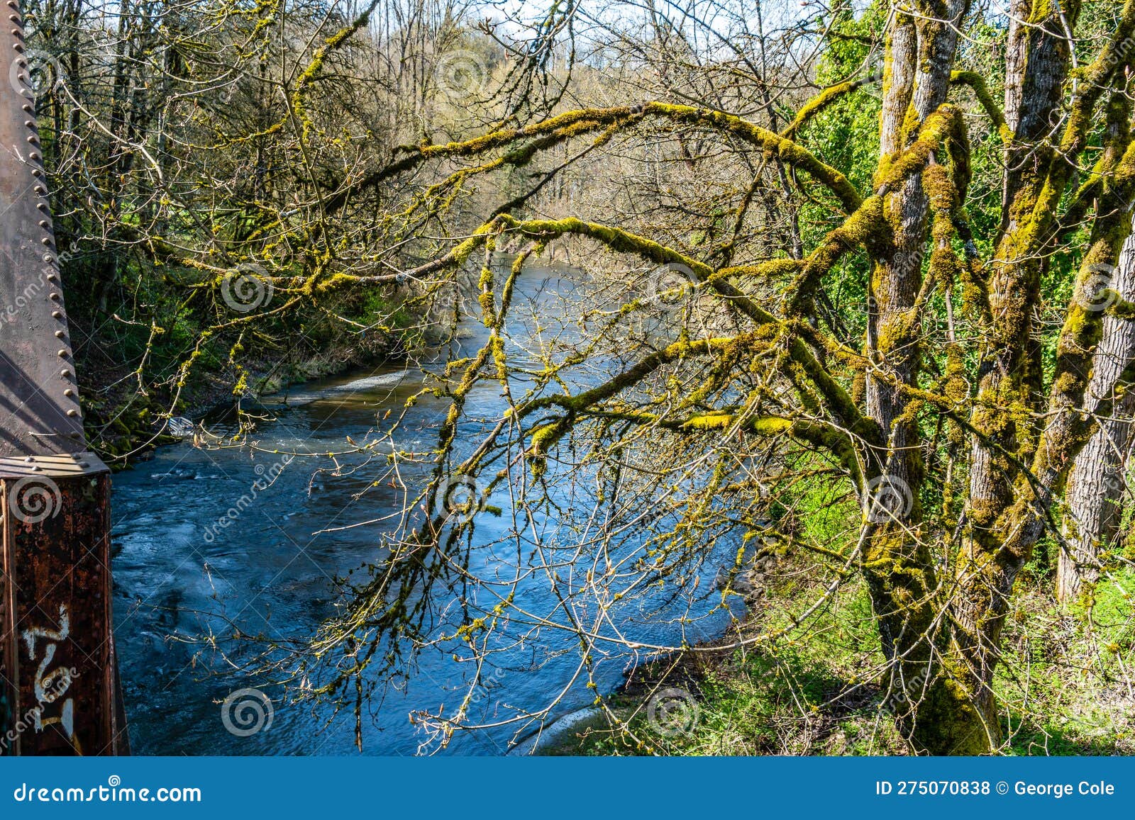 Cedar River in Renton 8 stock photo. Image of spring - 275070838