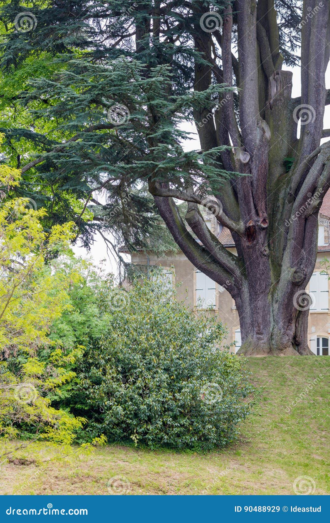 View on cedar tree stock image. Image of summer, green - 90488929