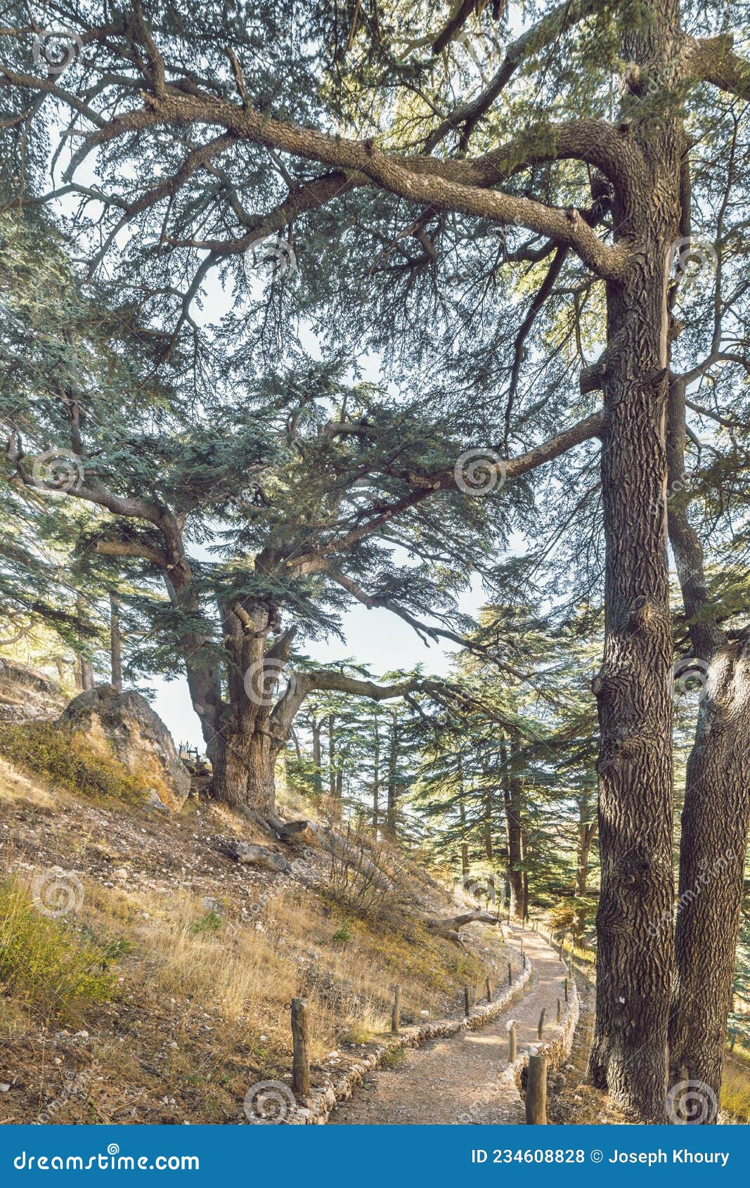 Bottom View of Cedrus Libani Trees in Cedars of God Forest, Arz ...