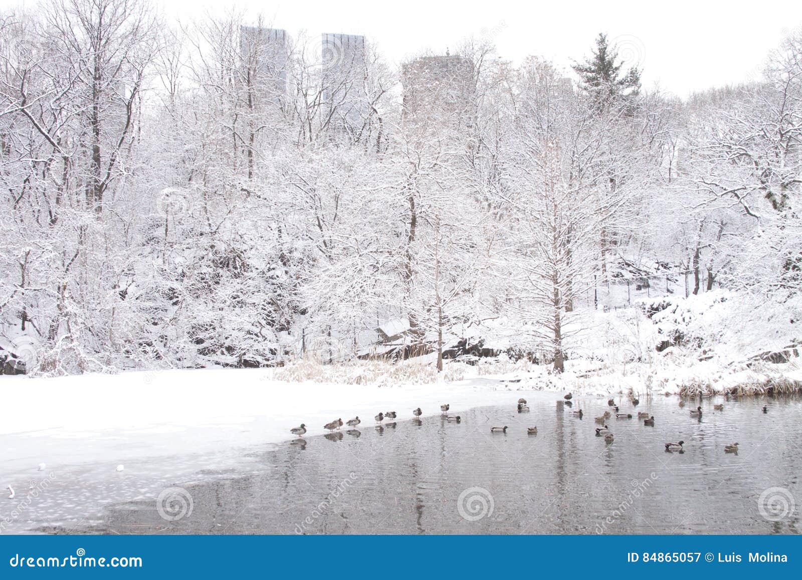 View of Central Park after a Snow Storm Editorial Photography - Image ...