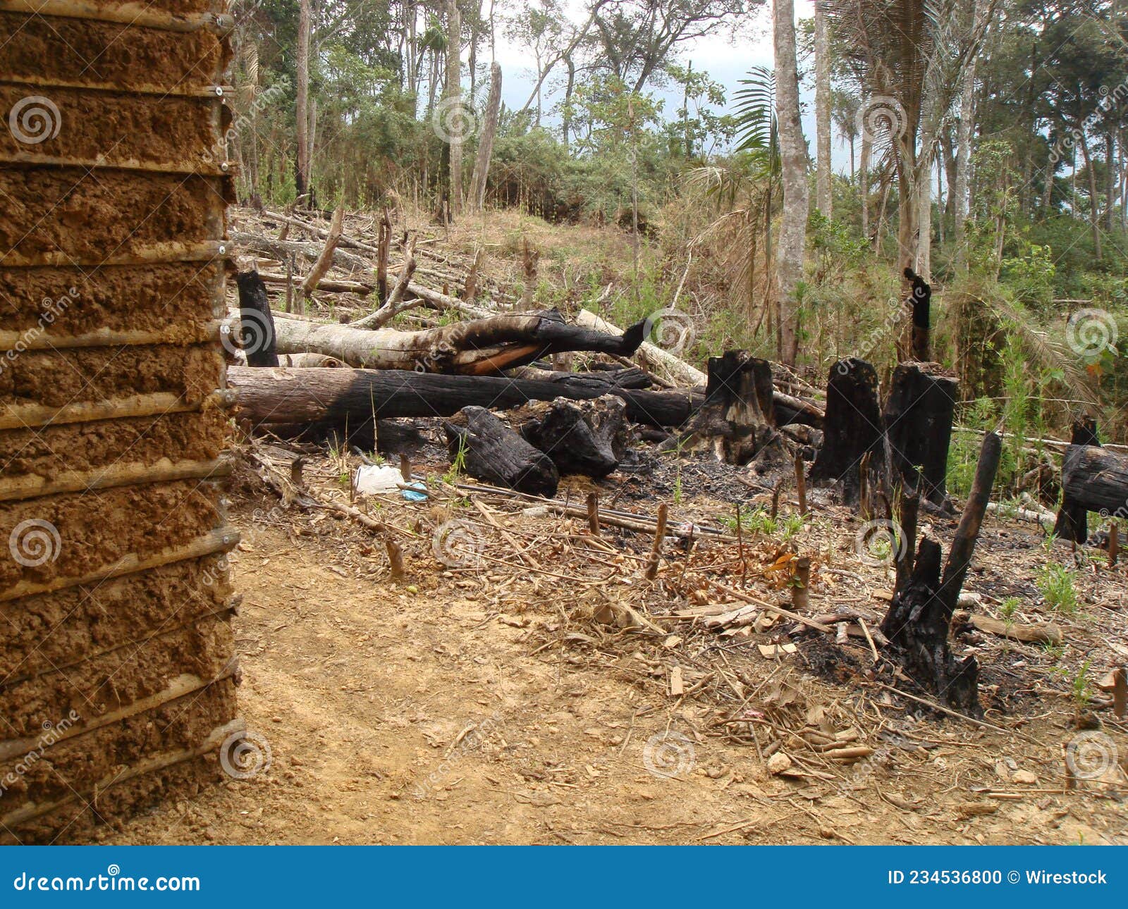 View of Charred Trunks of Trees after the Fire in the Park in Front of ...