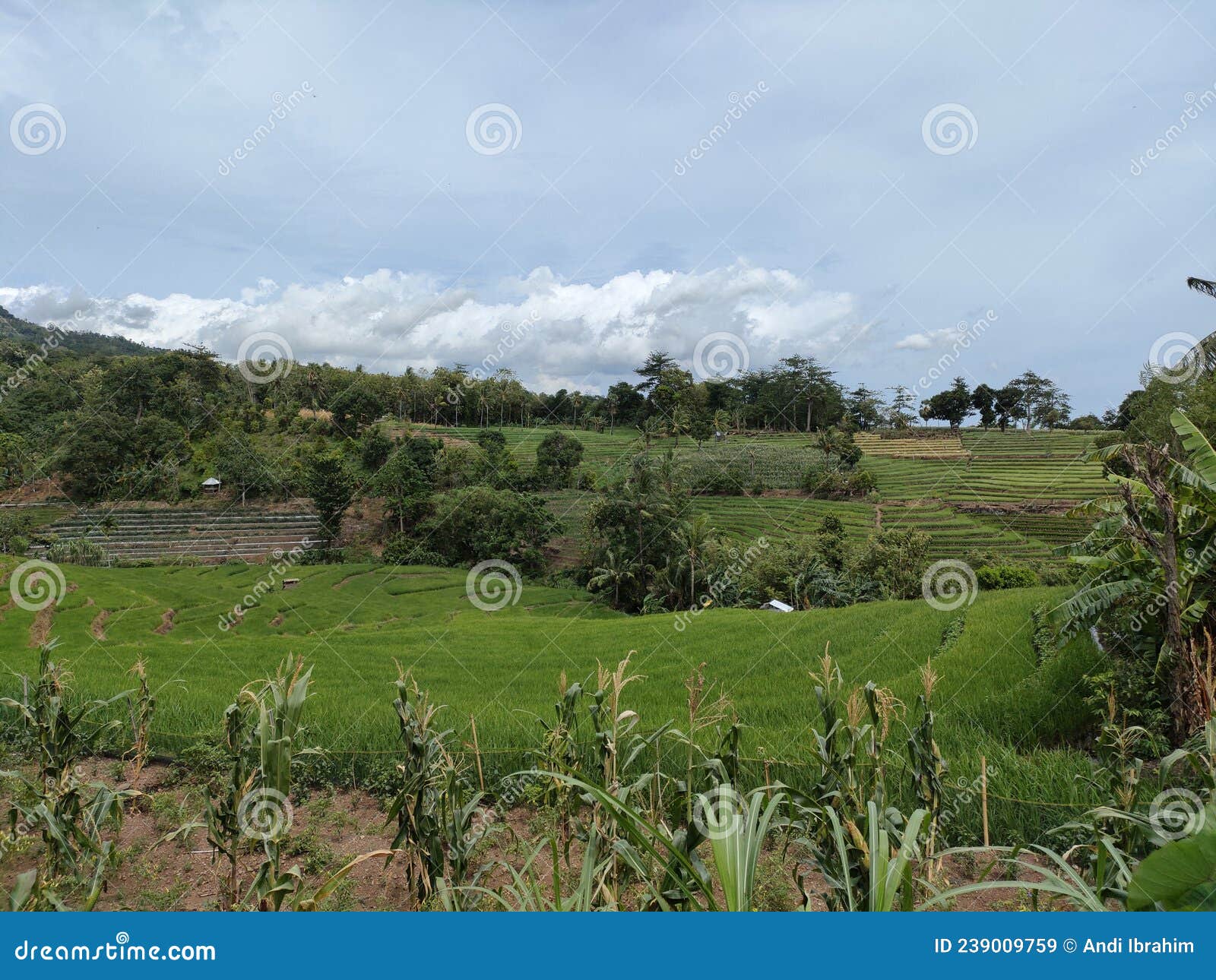 View of Checkered Rice Fields, and Corn Plants Stock Image - Image of ...