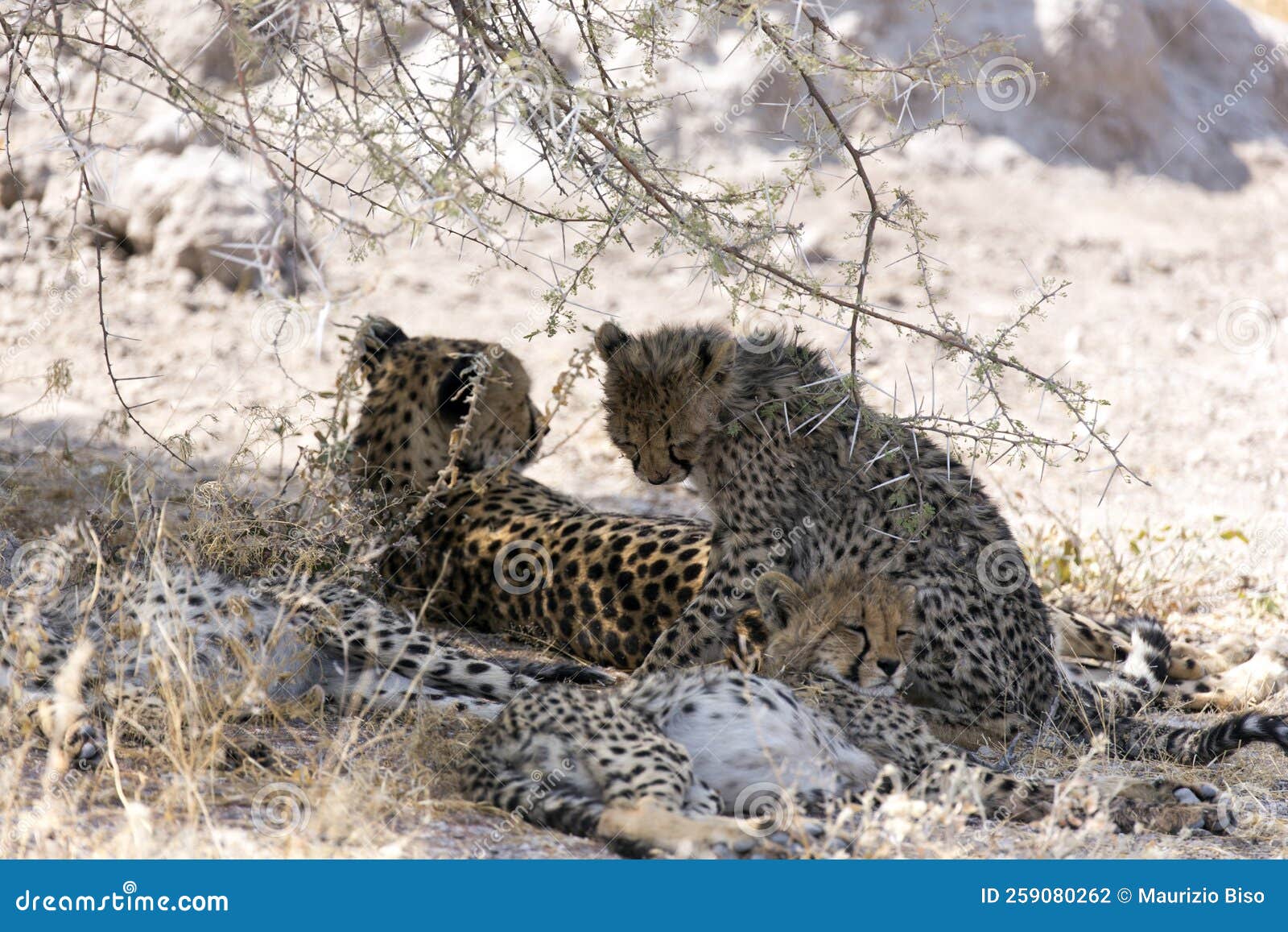 A view of cheeta with cubs stock photo. Image of cheetah - 259080262