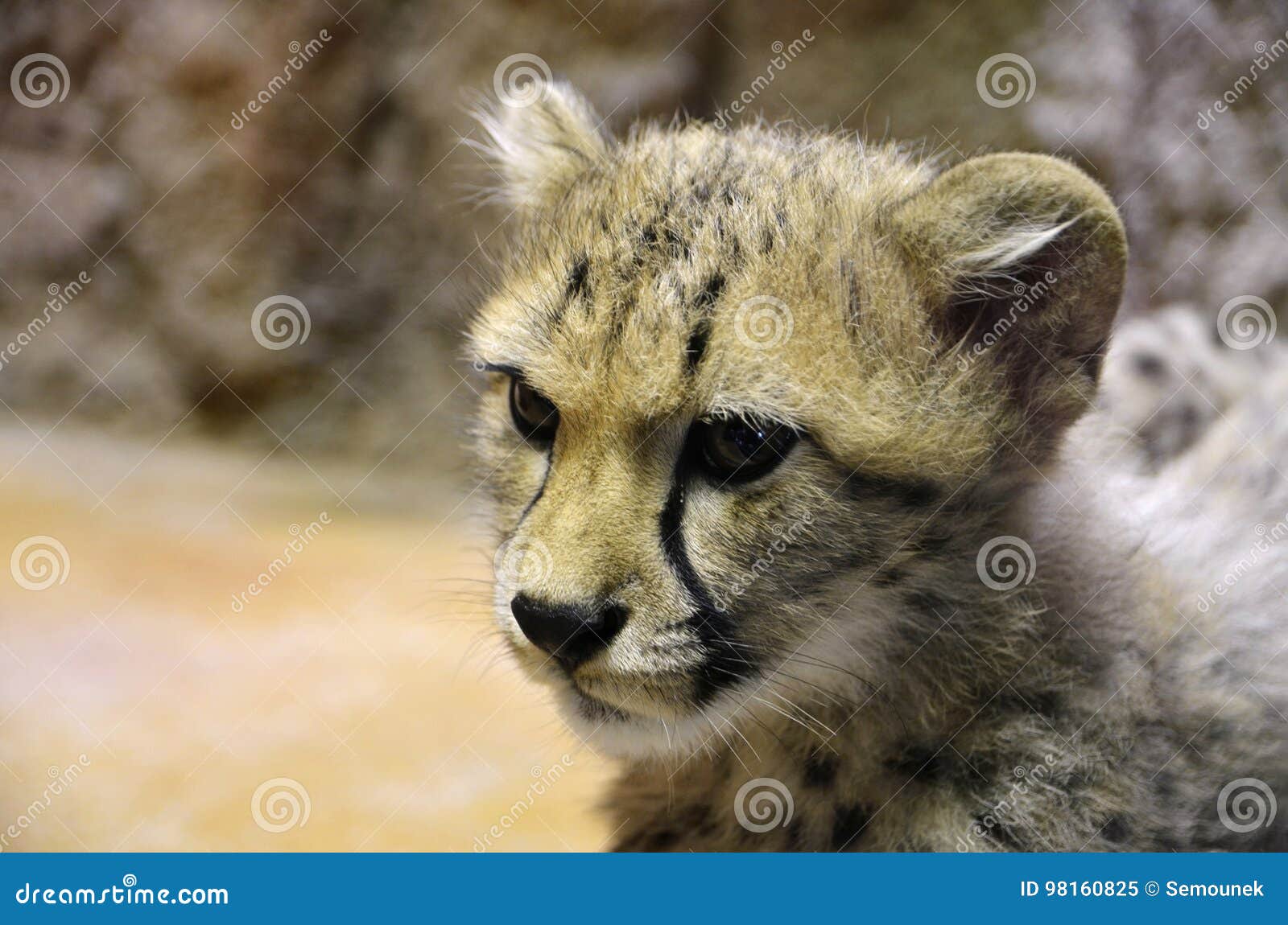A View of the Cheetah`s Head Stock Image - Image of head, mammal: 98160825
