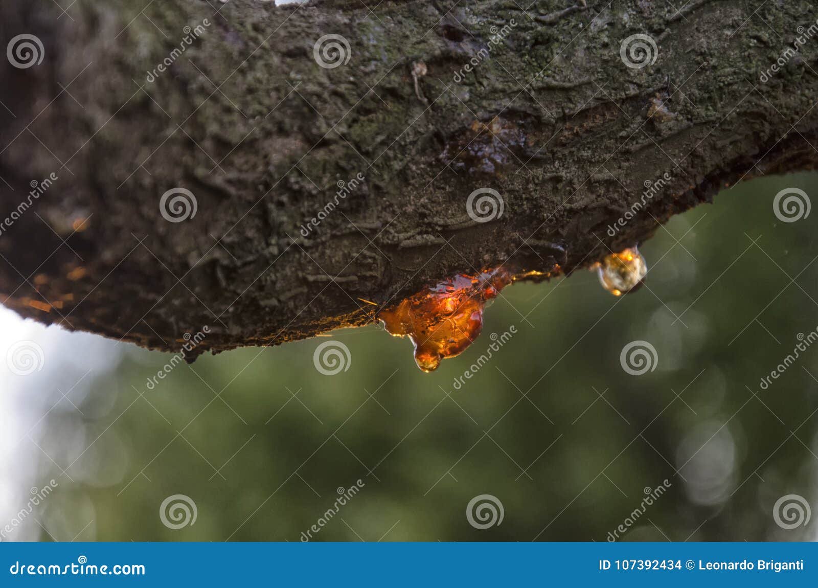 Cherry Tree Full of Vegetable Resin Stock Photo - Image of plant, amber ...