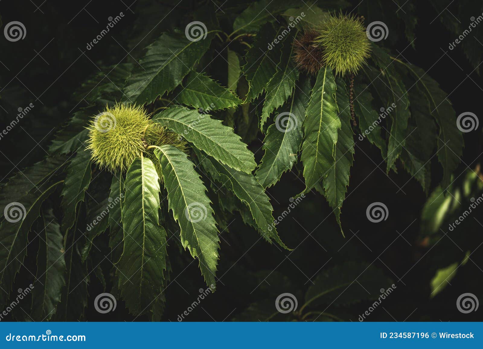 View of Chestnuts Growing on a Tree Stock Photo - Image of farm ...