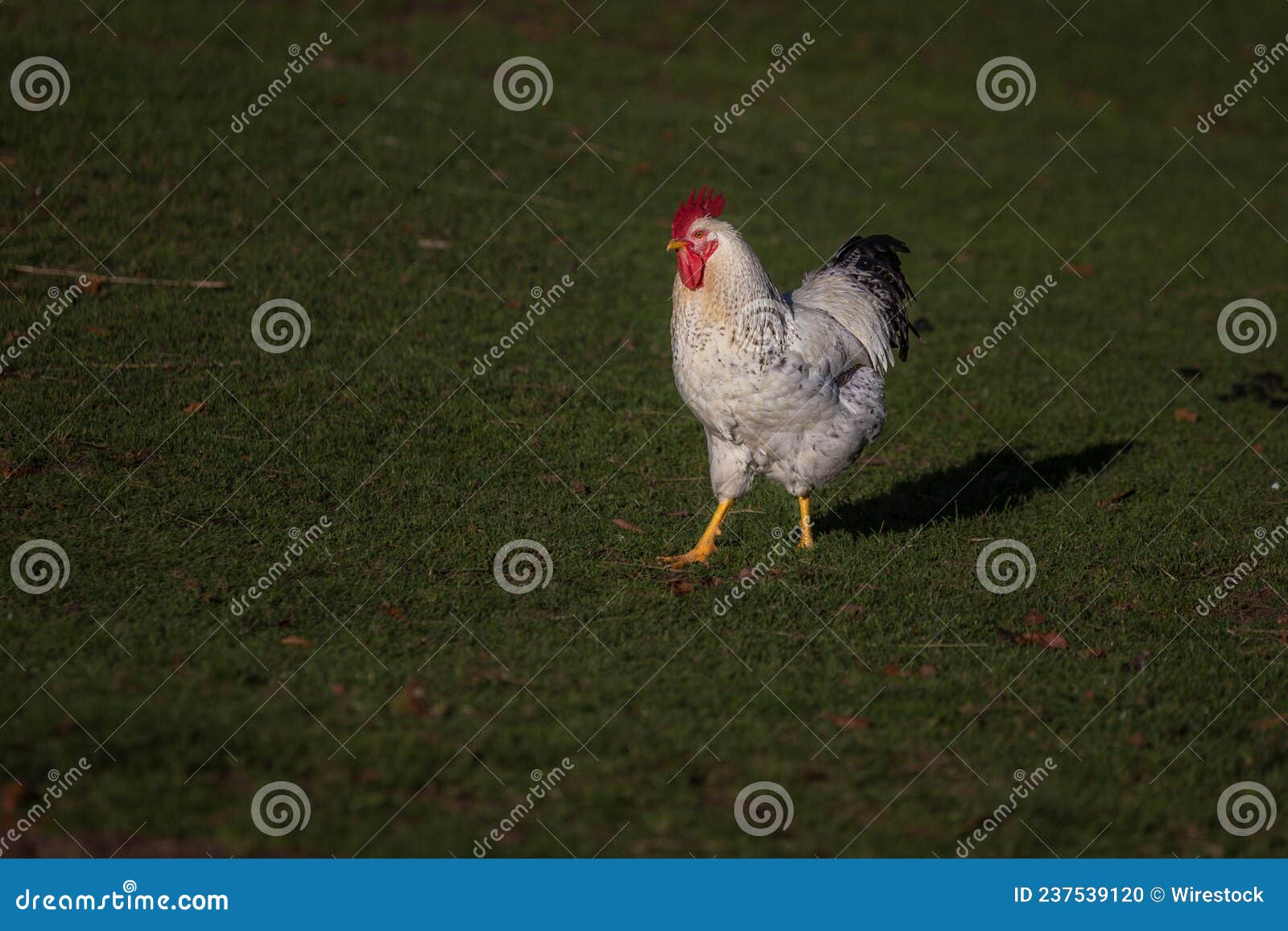 View of the Chicken in the Field Stock Photo - Image of poultry ...