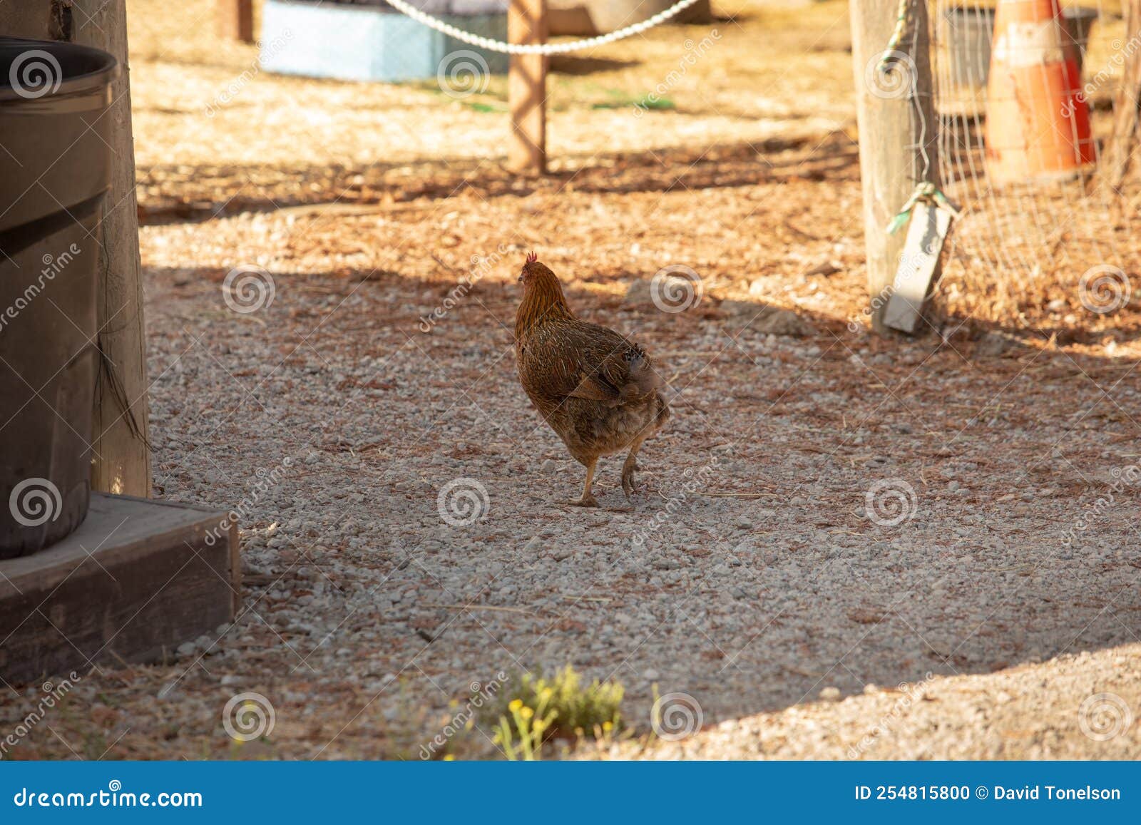 Chicken Walking Around Farm Stock Photo - Image of farm, animals: 254815800