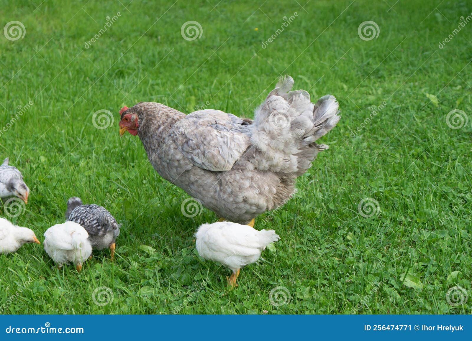 View of Chickens and Hens Running Around on the Green Grass Stock Image ...