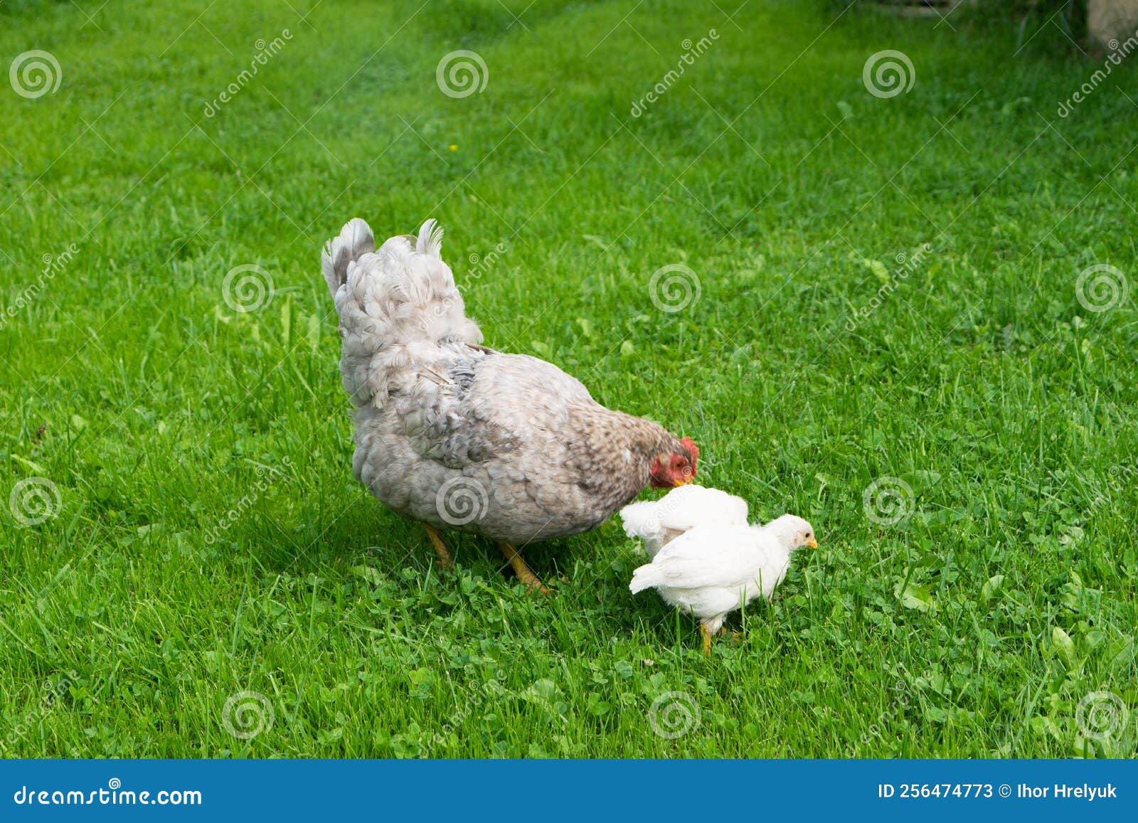 View of Chickens and Hens Running Around on the Green Grass Stock Image ...