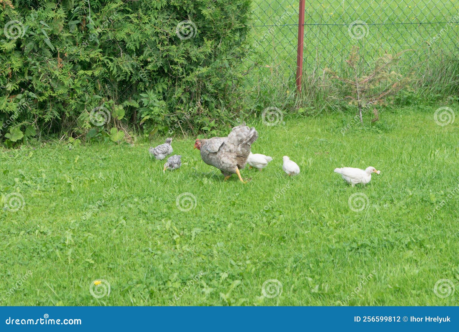View of Chickens and Hens Running Around on the Green Grass Stock Photo ...