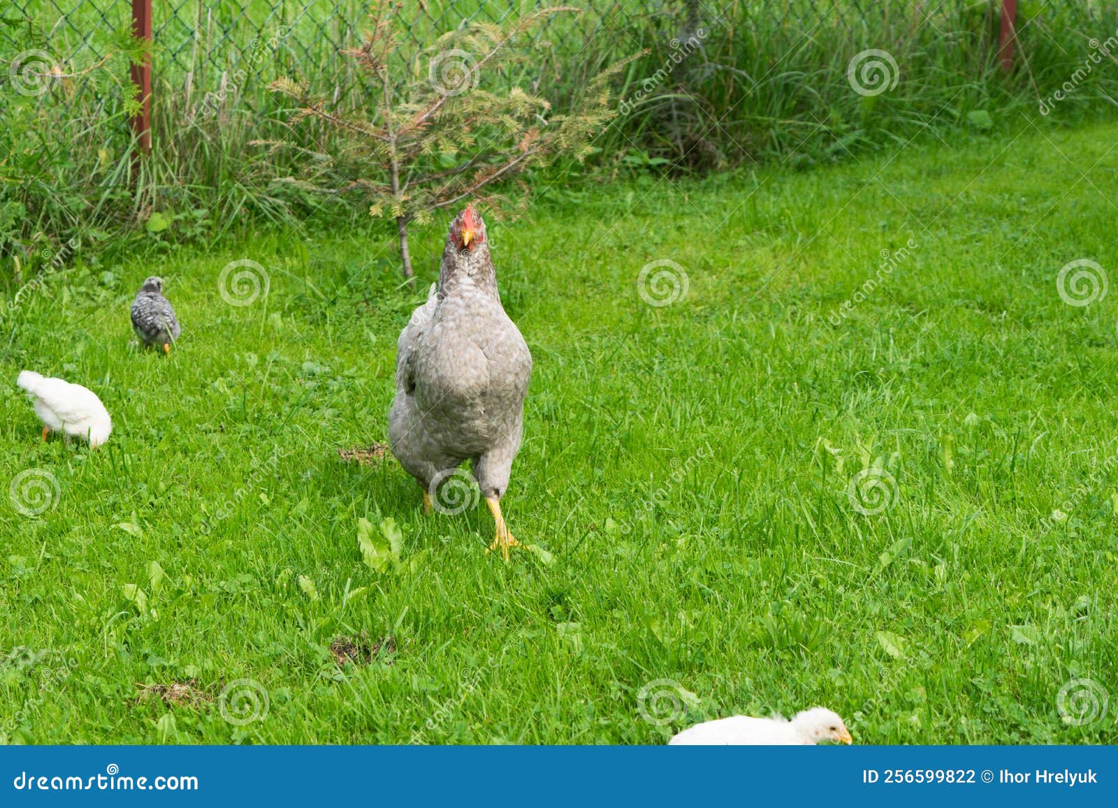 View of Chickens and Hens Running Around on the Green Grass Stock Photo ...
