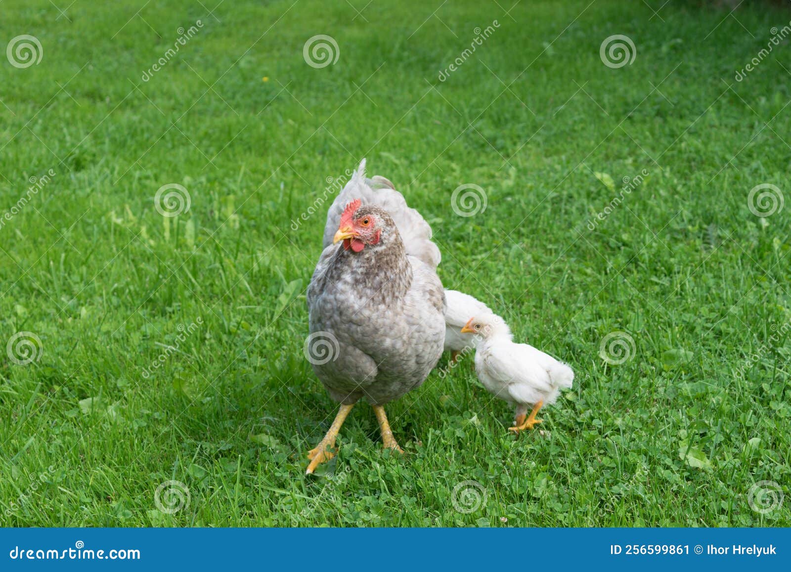 View of Chickens and Hens Running Around on the Green Grass Stock Image ...