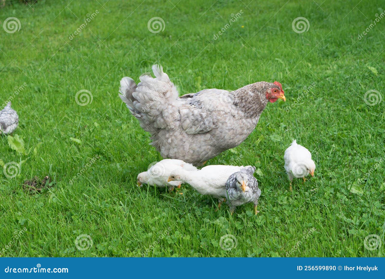View of Chickens and Hens Running Around on the Green Grass Stock Photo ...