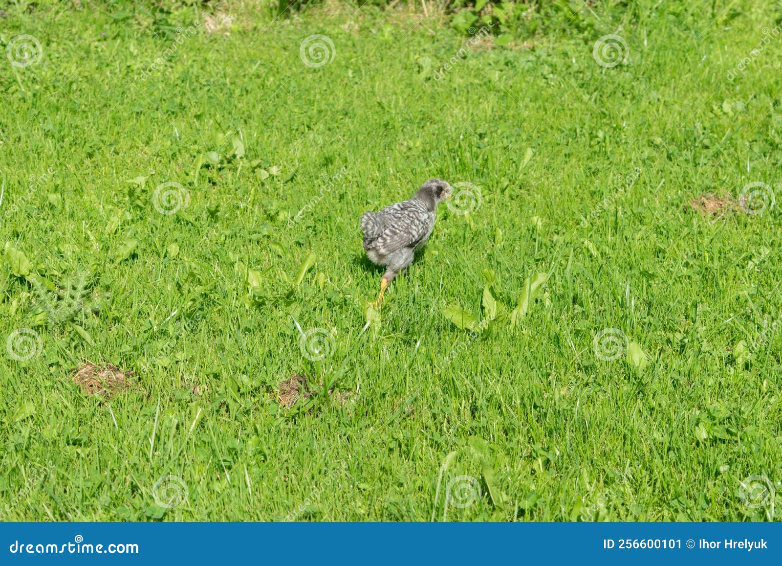 View of Chickens and Hens Running Around on the Green Grass Stock Image ...