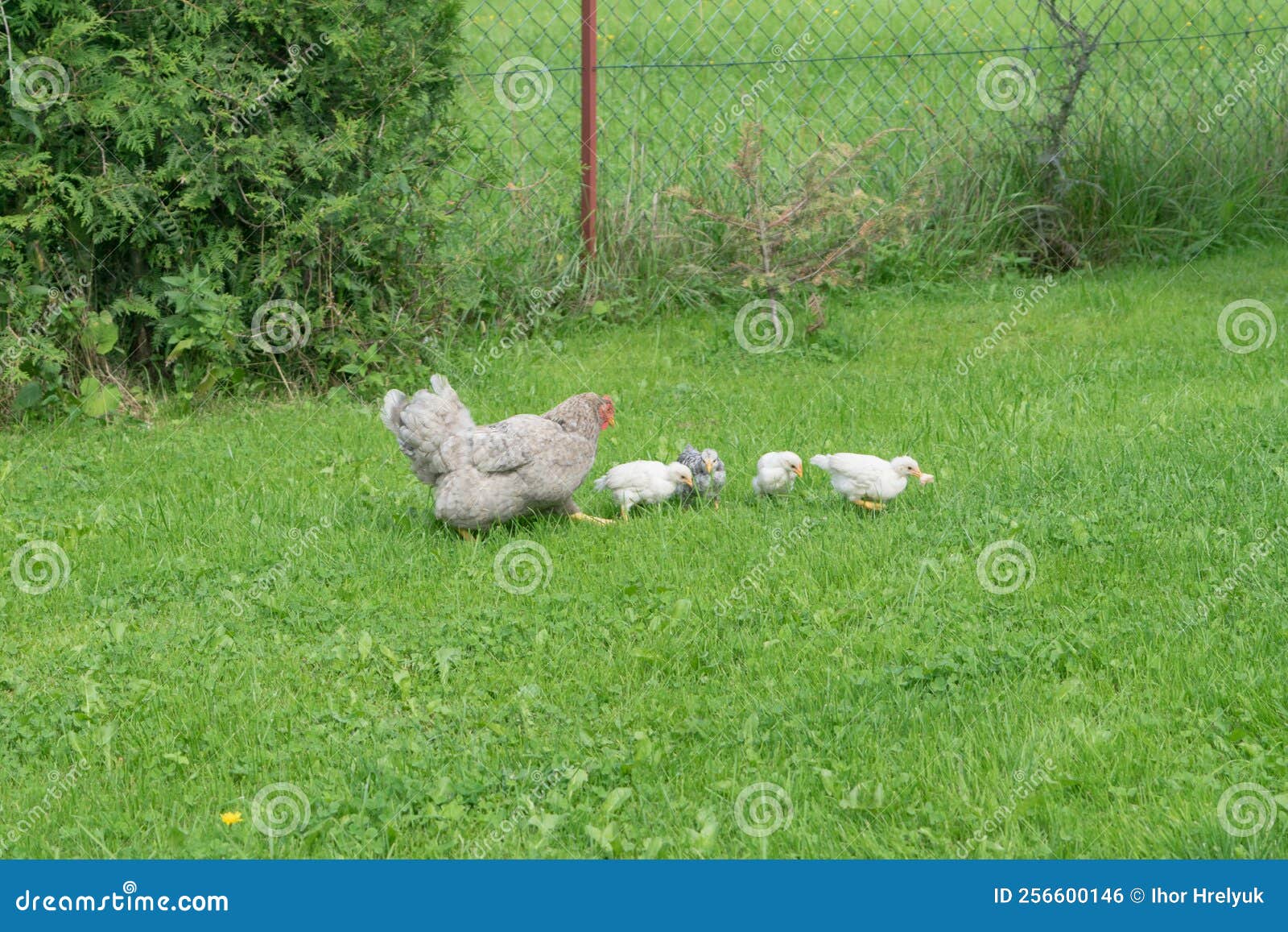 View of Chickens and Hens Running Around on the Green Grass Stock Photo ...