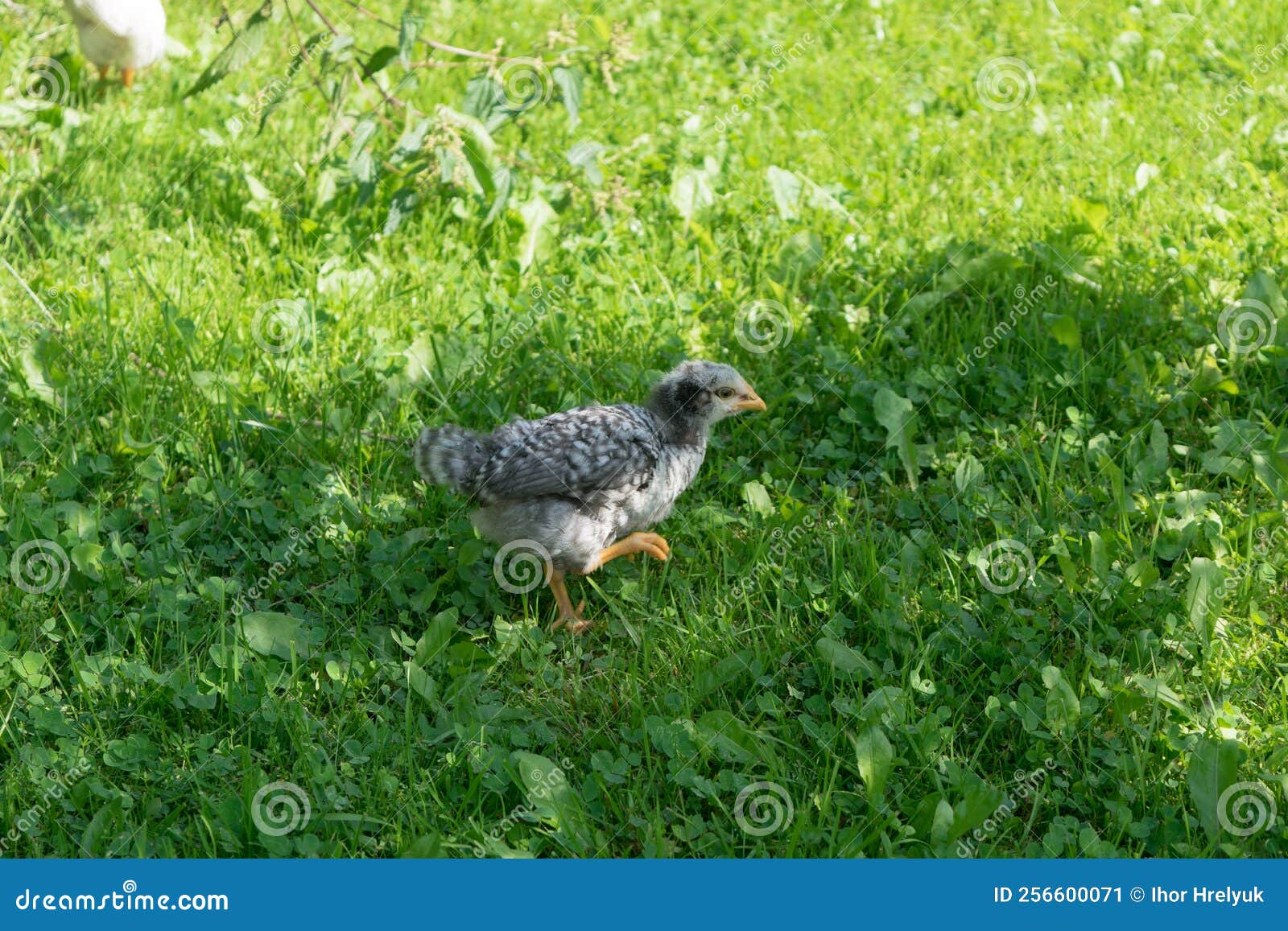 View of Chickens Running on the Green Grass Stock Image - Image of ...