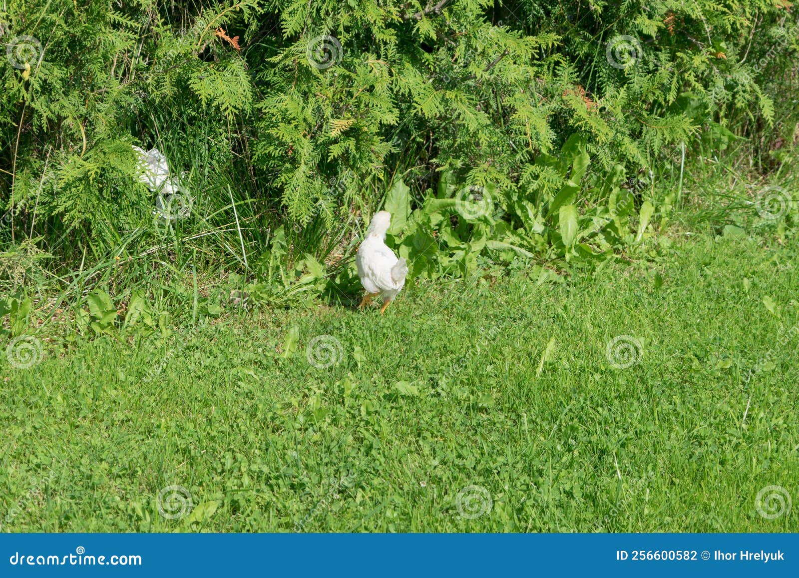 View of Chickens Running on the Green Grass Stock Photo - Image of ...