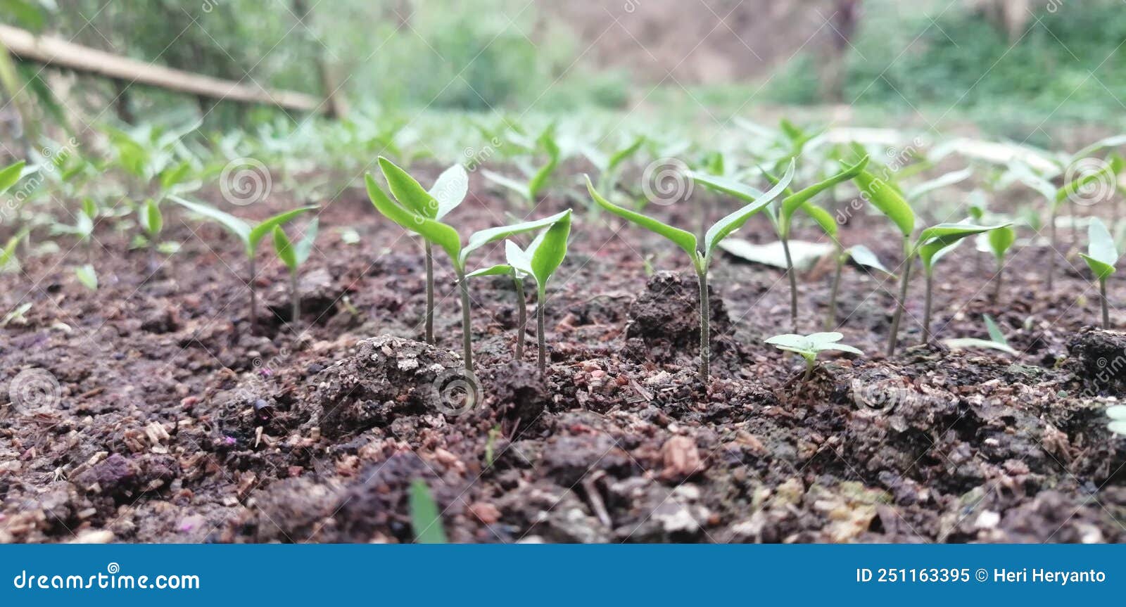 View of Chili Seeds in Seeding Stock Image - Image of bright, eating ...
