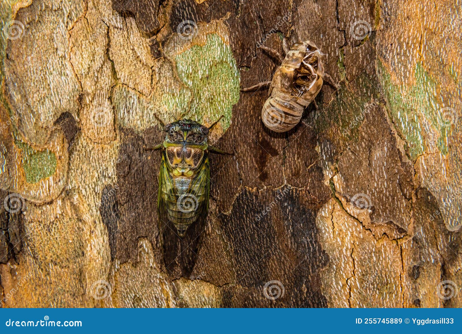 Clsoe Up View of a Cicada and Its Chrysalis Stock Image - Image of ...