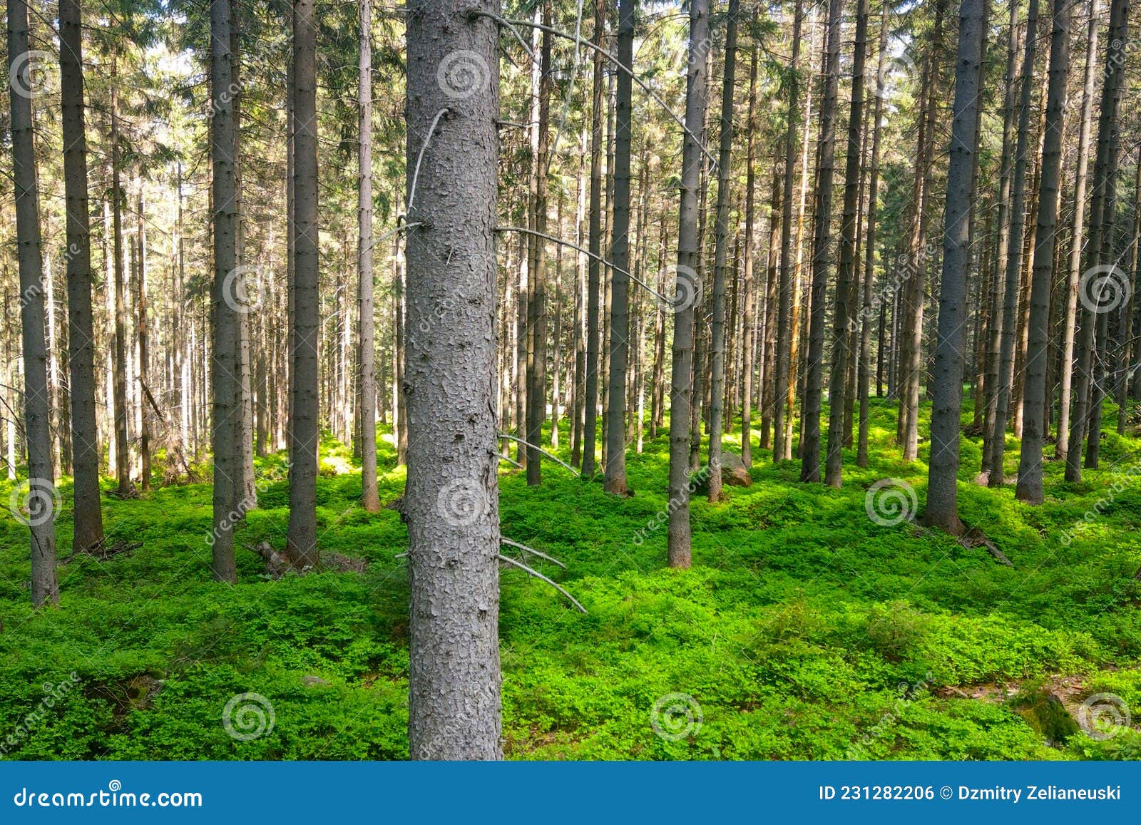 View of the Clear Green Forest on a Sunny Summer Day Stock Photo ...