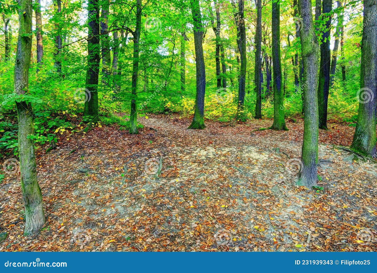 Forest and clearing stock image. Image of outdoors, tree - 231939343
