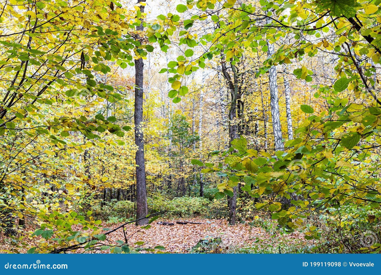 View of Clearing in Forest between Trees in Autumn Stock Photo - Image ...