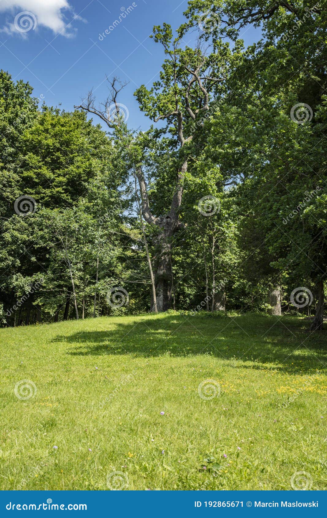A View Of A Clearing Overgrown With Shrubs, With A Broken Tree, Royalty ...