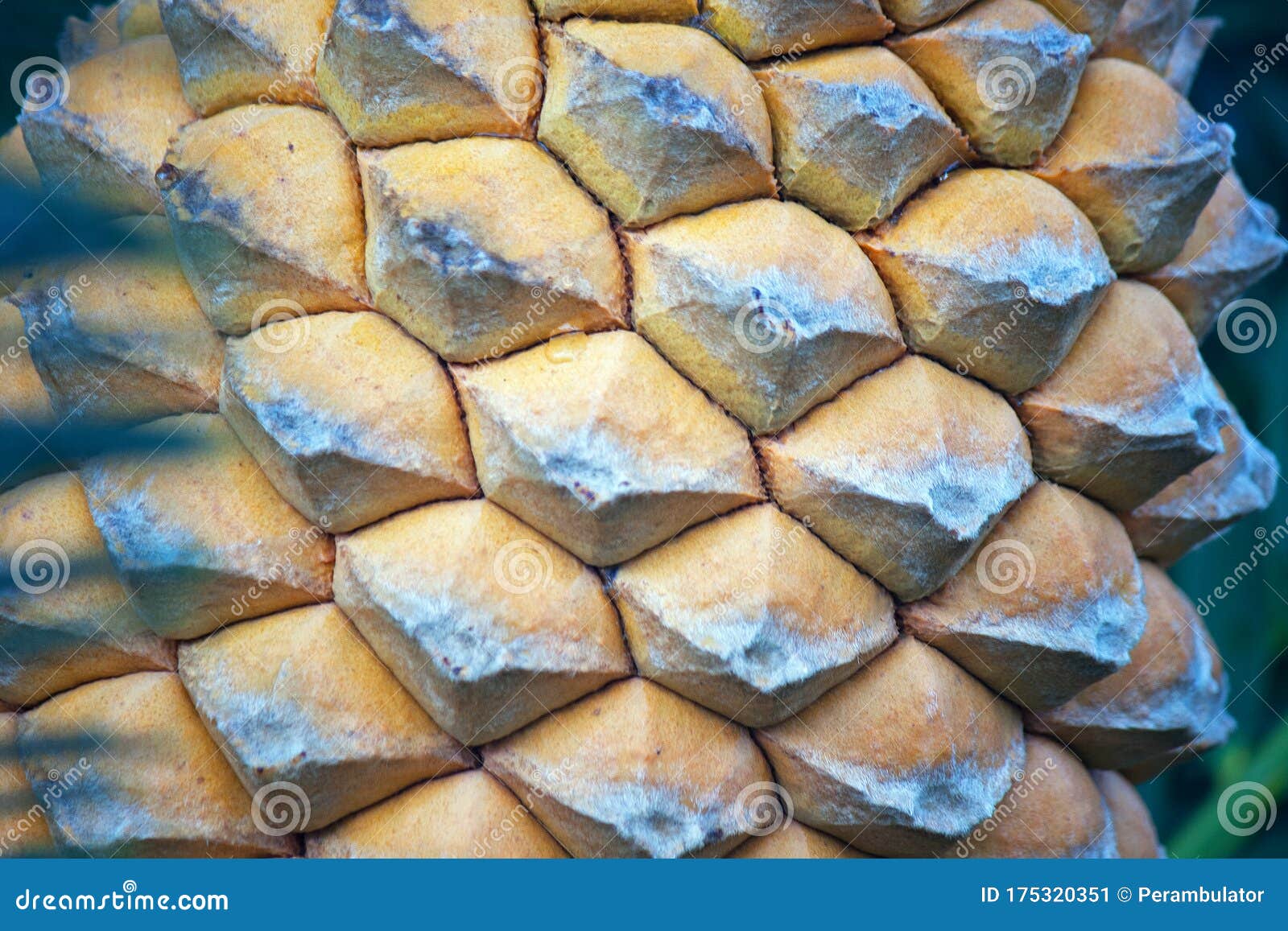 CLOSE VIEW of FEMALE CONE on a CYCAD TREE Stock Image - Image of season ...