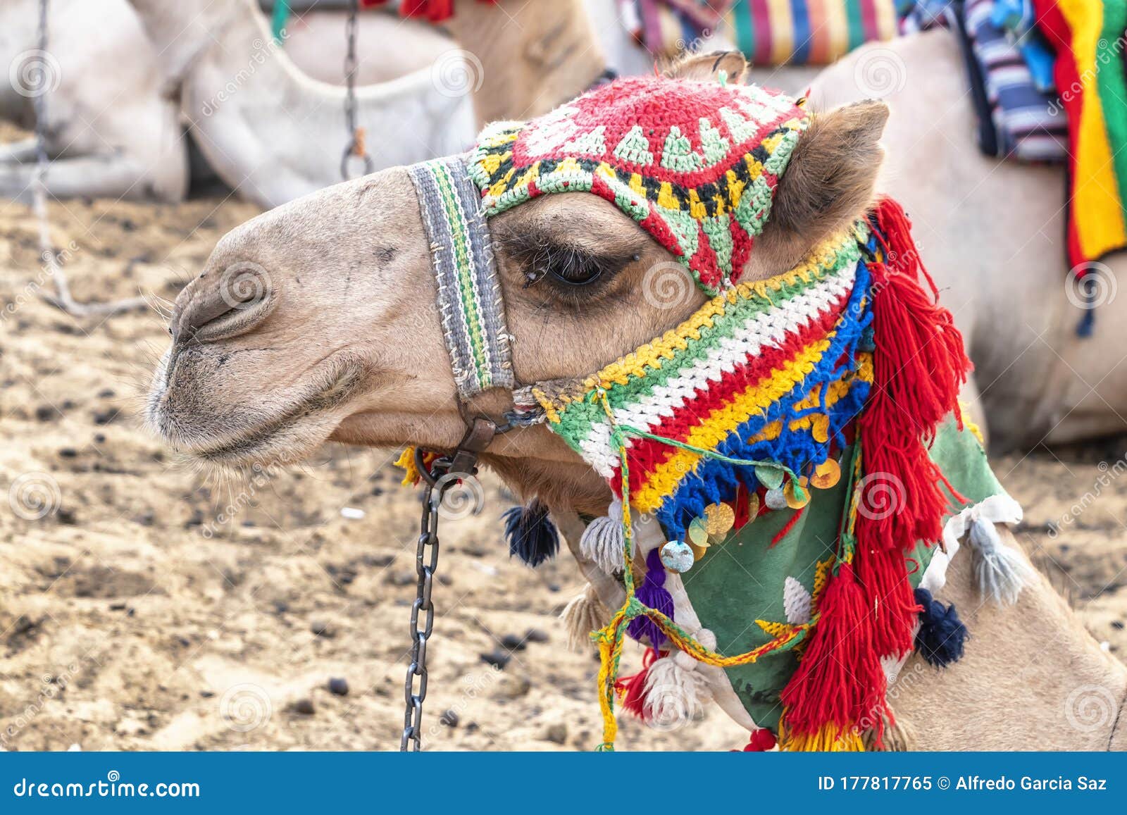 Close-up of Camel in Egypt stock image. Image of desert - 177817765