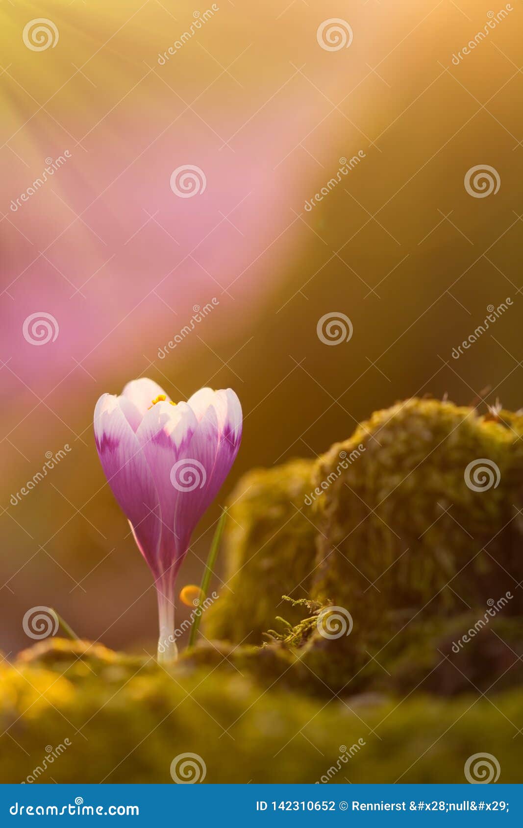 View of Close-up Magic Blooming Spring Flowers Crocus in Amazing ...