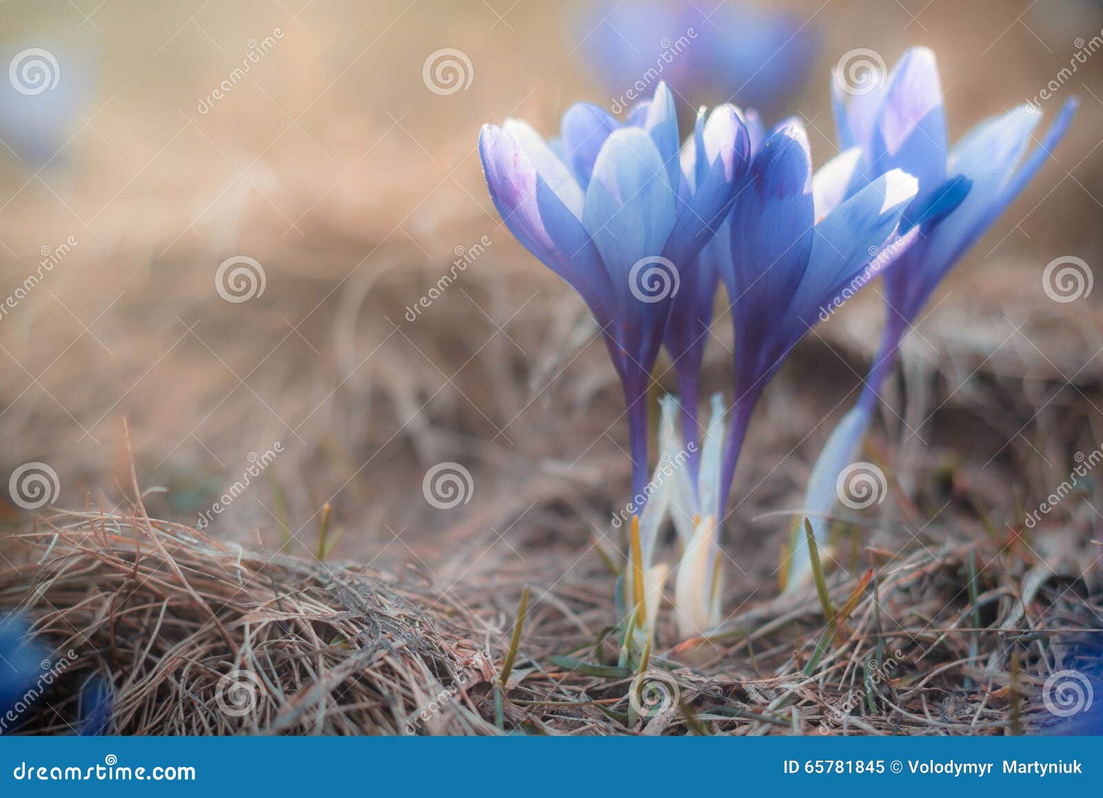 View of Close-up Magic Spring Flowers Crocus in Sunlight. Stock Image ...