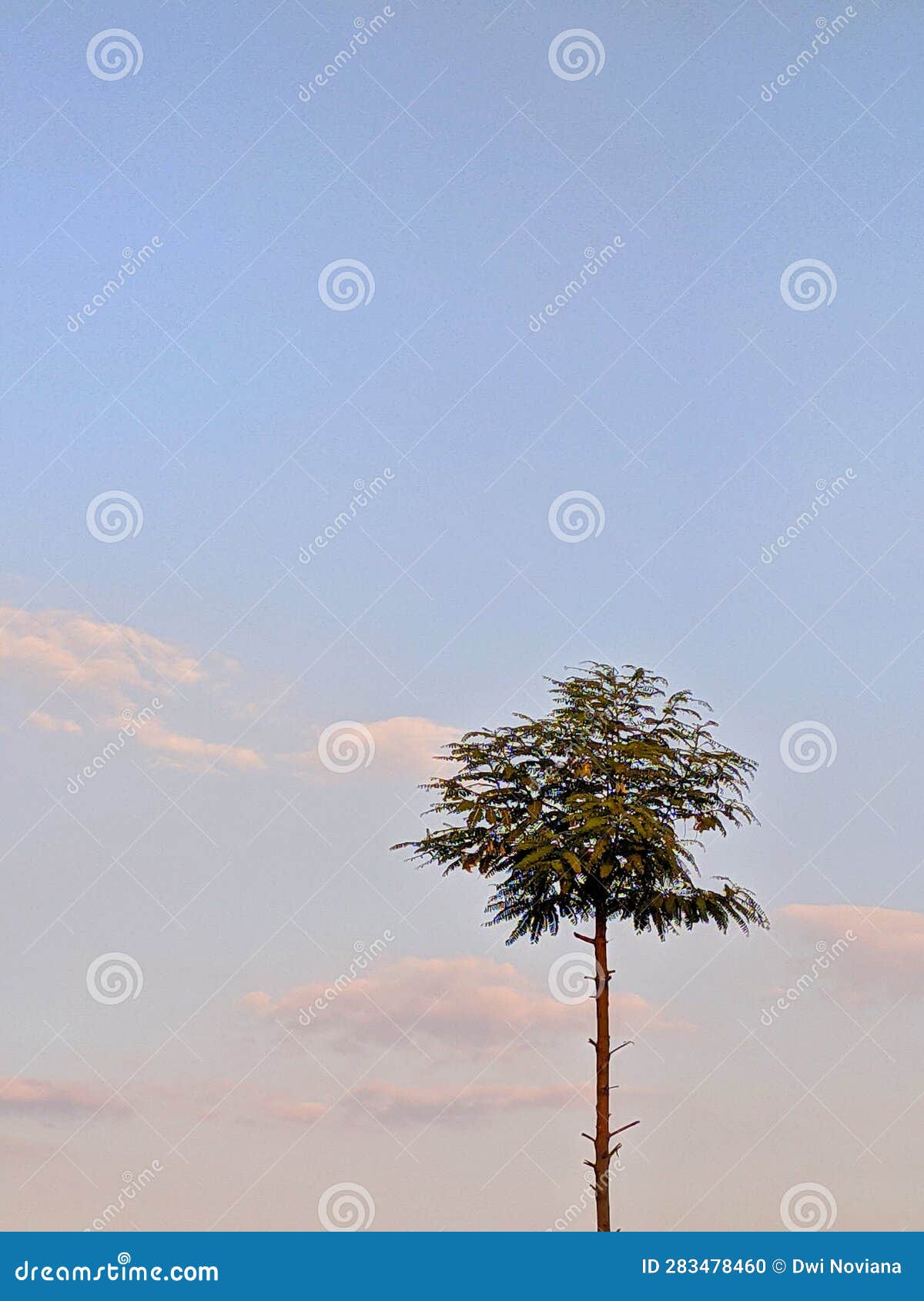 View of the Clouds in the Afternoon, with Turi Trees Stock Photo ...