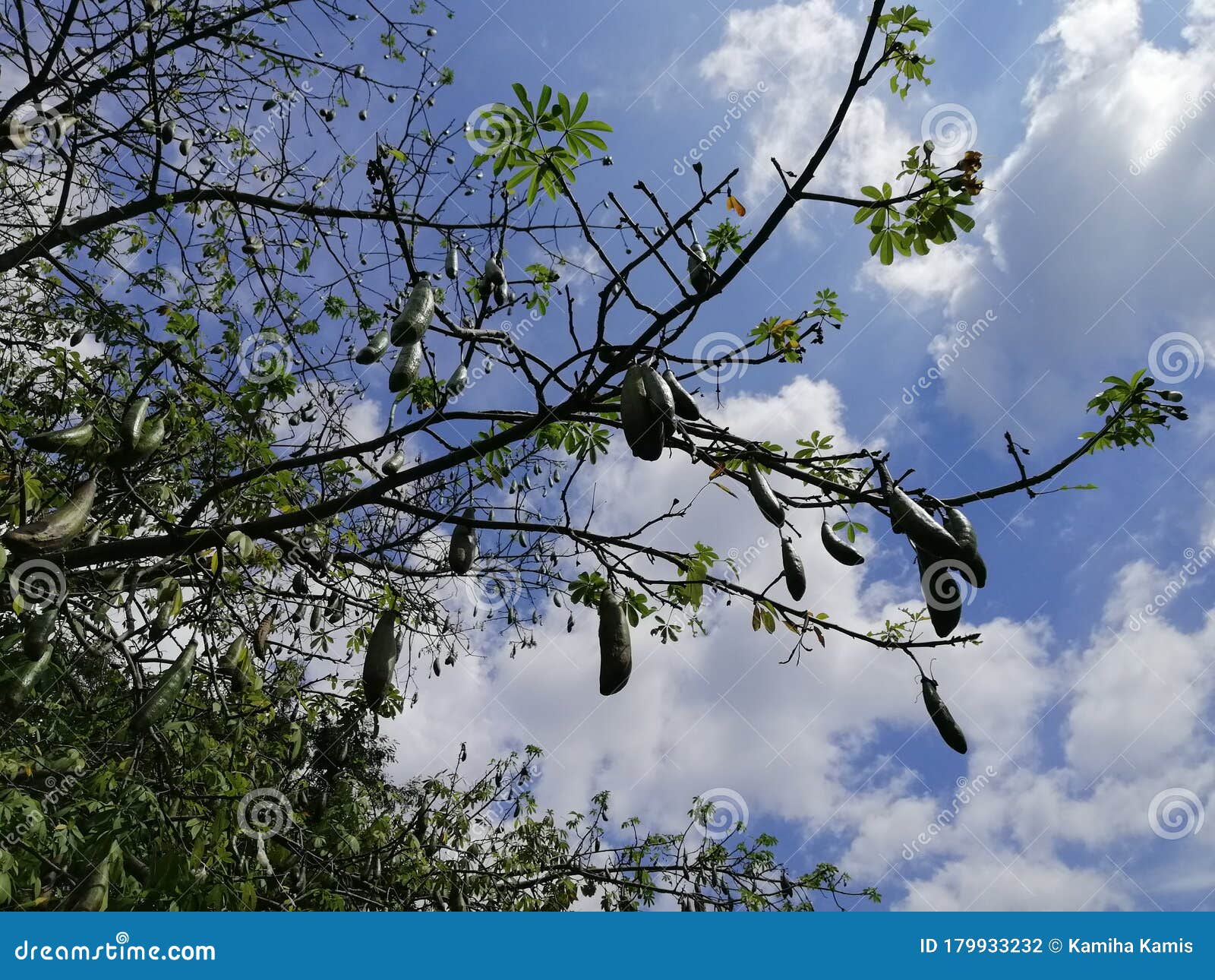 View of Cloudy Skies with Some Trees Known As Kapas Stock Photo - Image ...