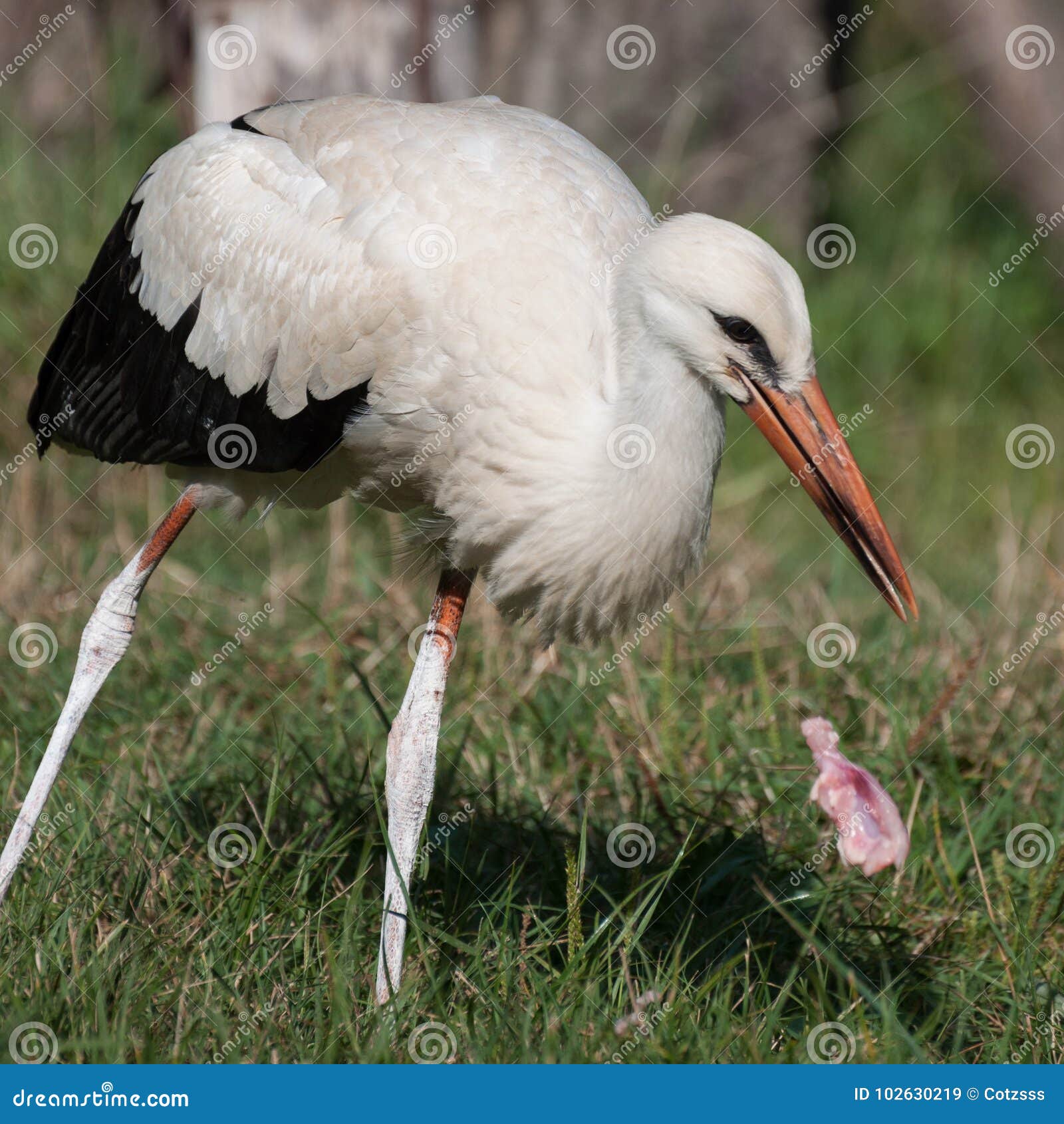 Juvenile Storks Dropping the Meat while Feeding Stock Image - Image of ...