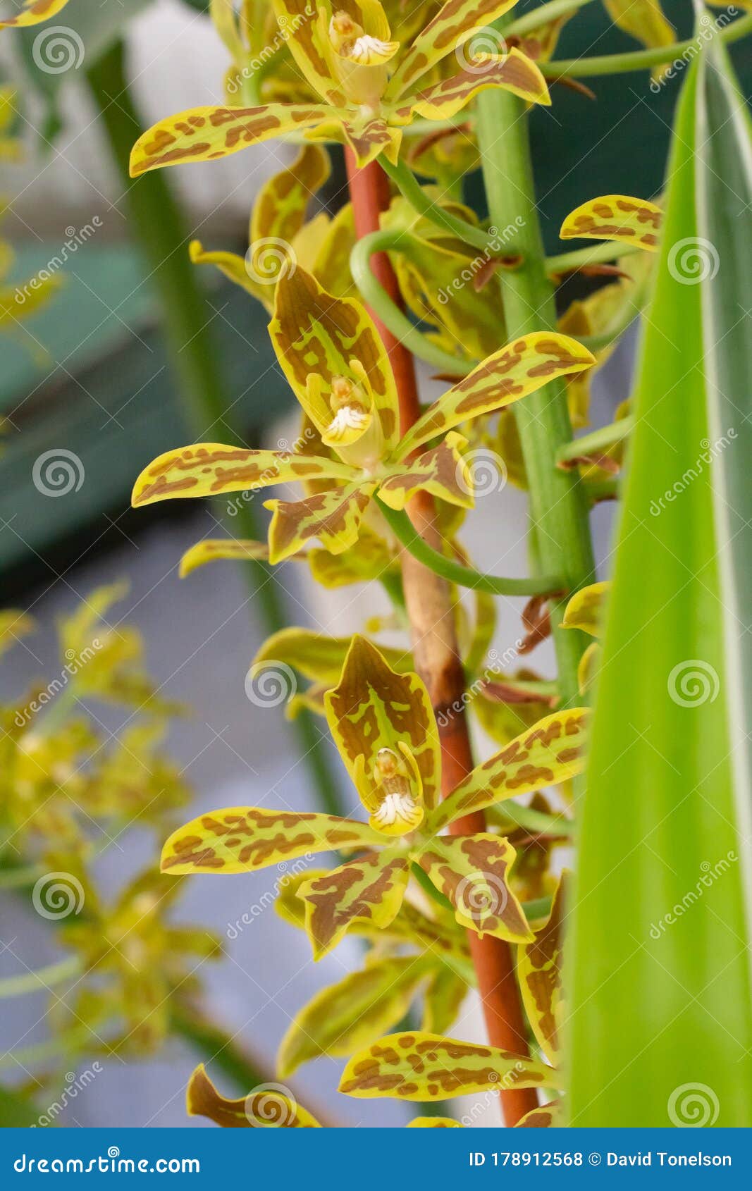 Grammatophyllum Scriptum Orchids Stock Photo - Image of greenhouse ...